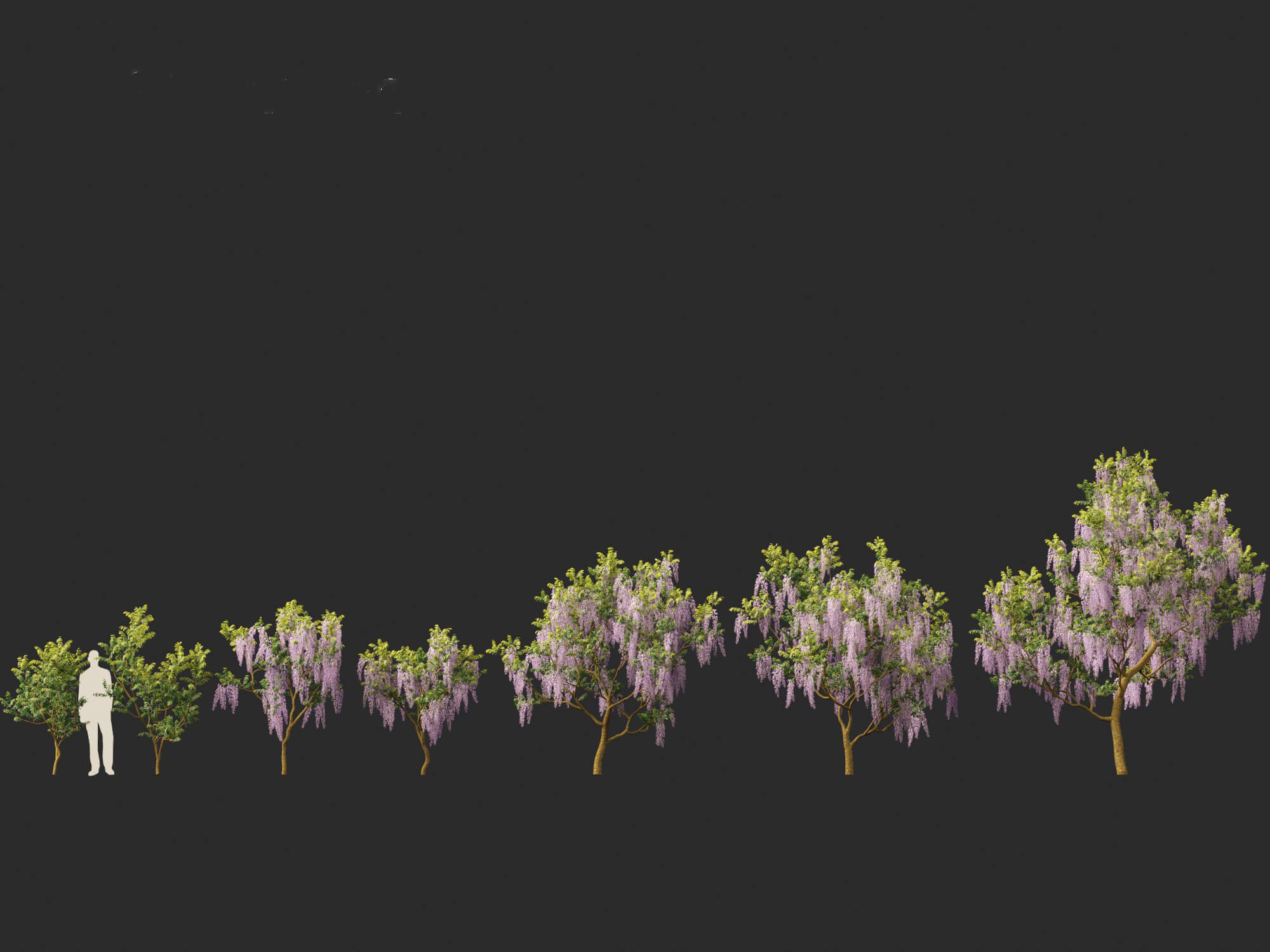 Wisteria Sinensis - Chinese Wisteria 01 3D Model by 3dgardenplants