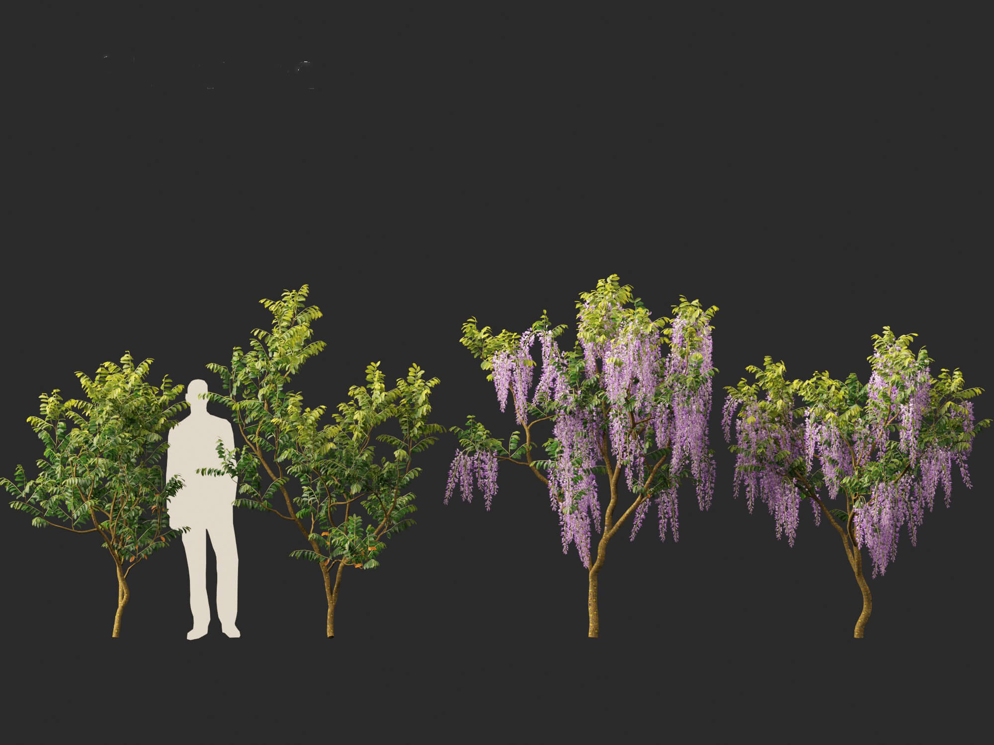 Wisteria Sinensis - Chinese Wisteria 01 3D Model by 3dgardenplants