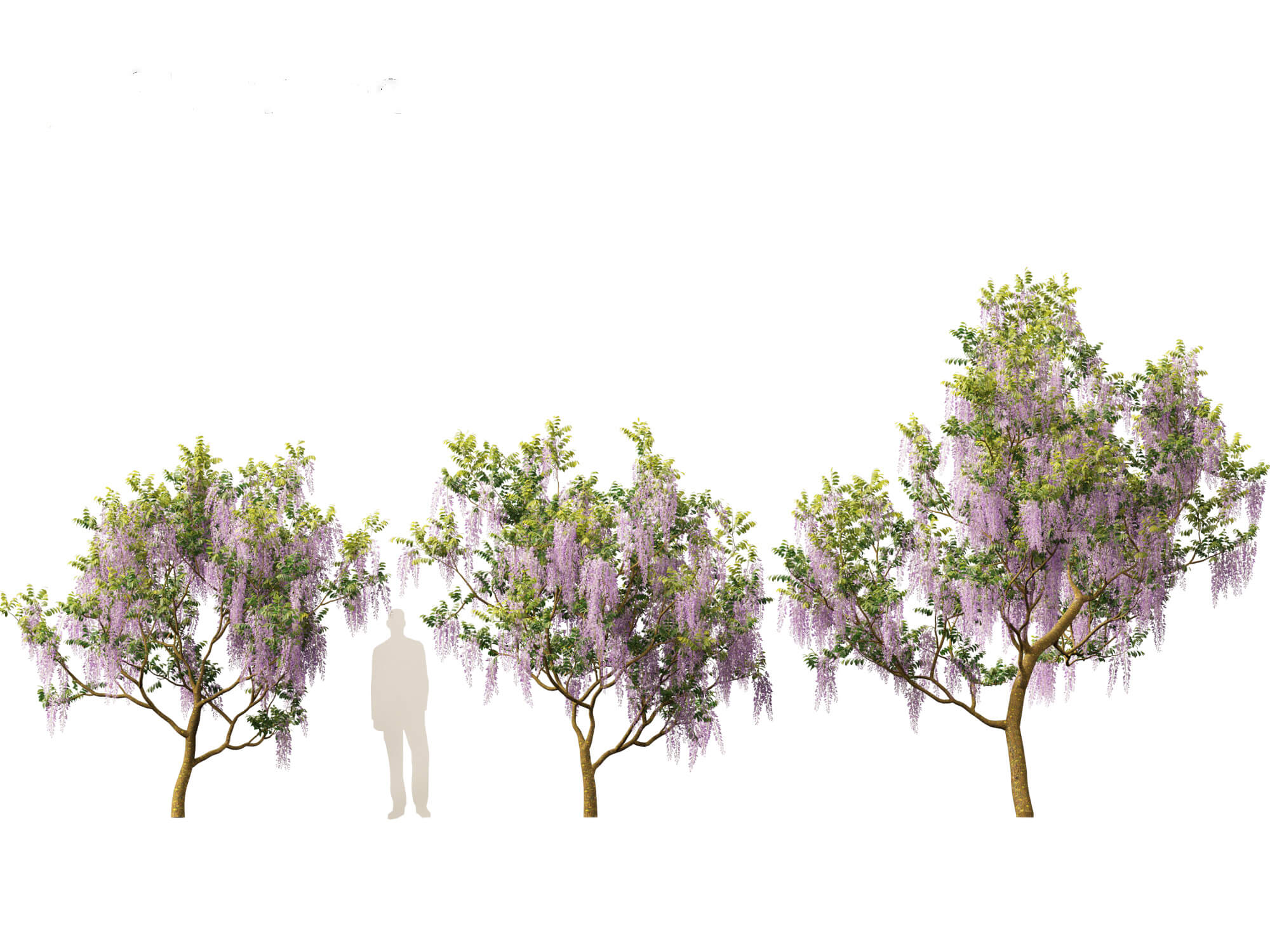 Wisteria Sinensis - Chinese Wisteria 01 3D Model by 3dgardenplants