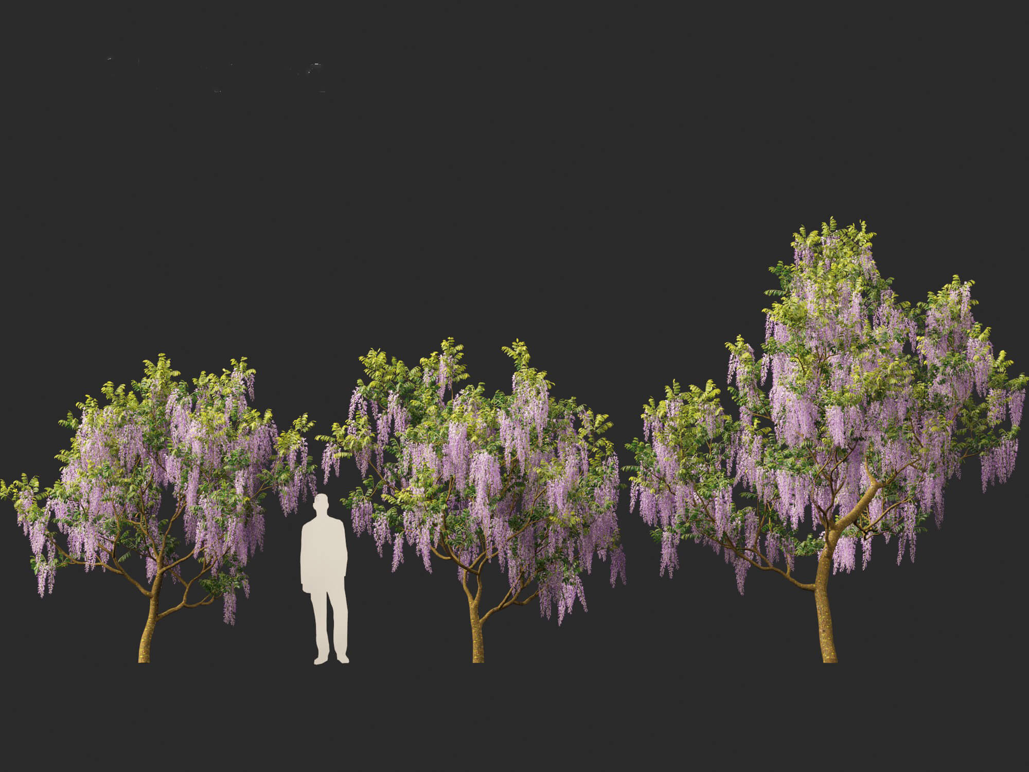 Wisteria Sinensis - Chinese Wisteria 01 3D Model by 3dgardenplants