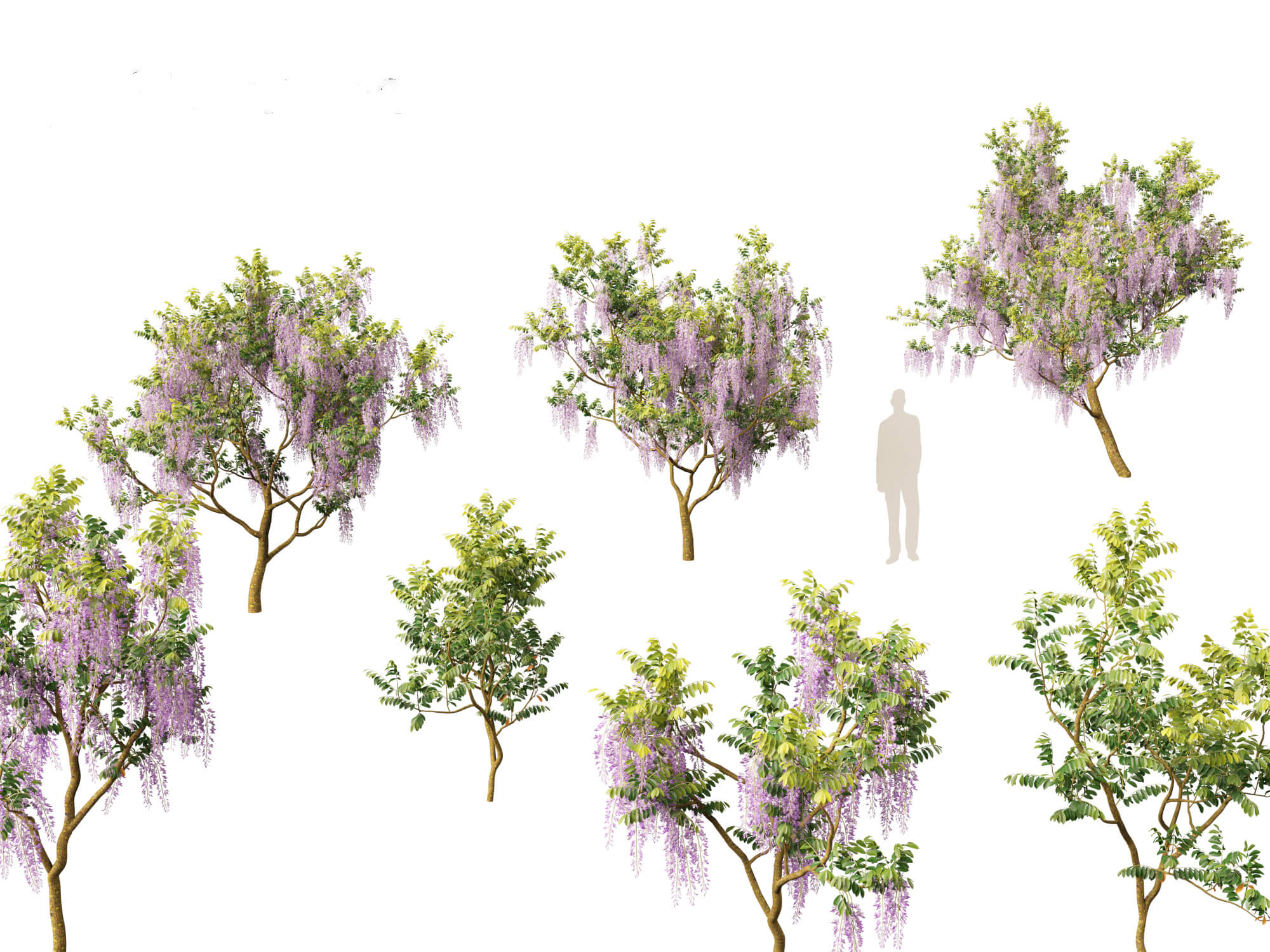 Wisteria Sinensis - Chinese Wisteria 01 3D Model by 3dgardenplants