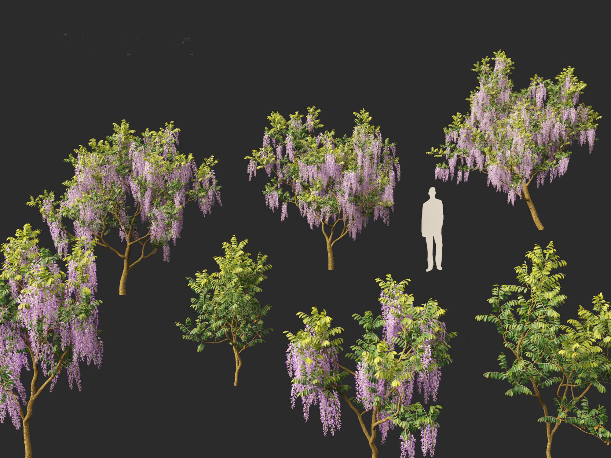 Wisteria Sinensis - Chinese Wisteria 01 3D Model by 3dgardenplants