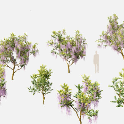 Wisteria Sinensis - Chinese Wisteria 02 3D Model by 3dgardenplants