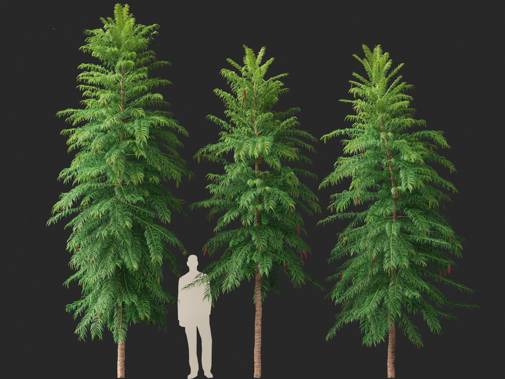 Wollemia Nobilis - Wollemi Pine 3D Model by 3dgardenplants