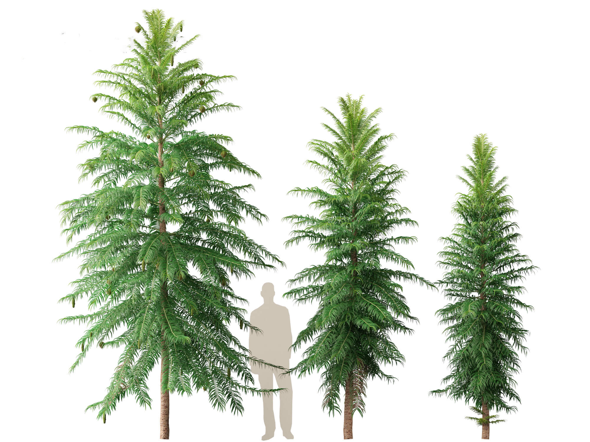 Wollemia Nobilis - Wollemi Pine 3D Model by 3dgardenplants