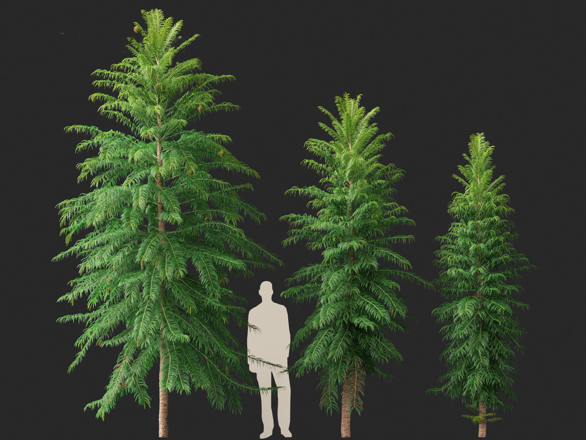 Wollemia Nobilis - Wollemi Pine 3D Model by 3dgardenplants
