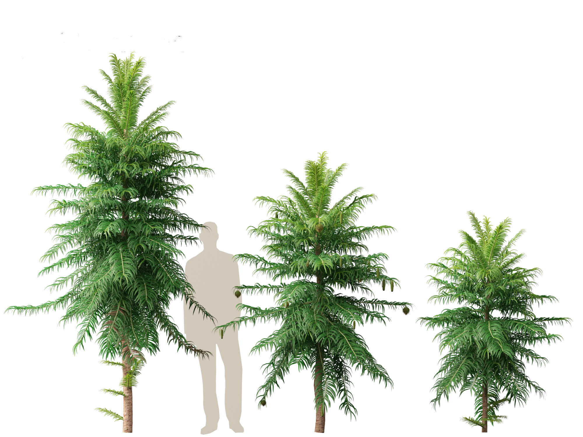 Wollemia Nobilis - Wollemi Pine 3D Model by 3dgardenplants