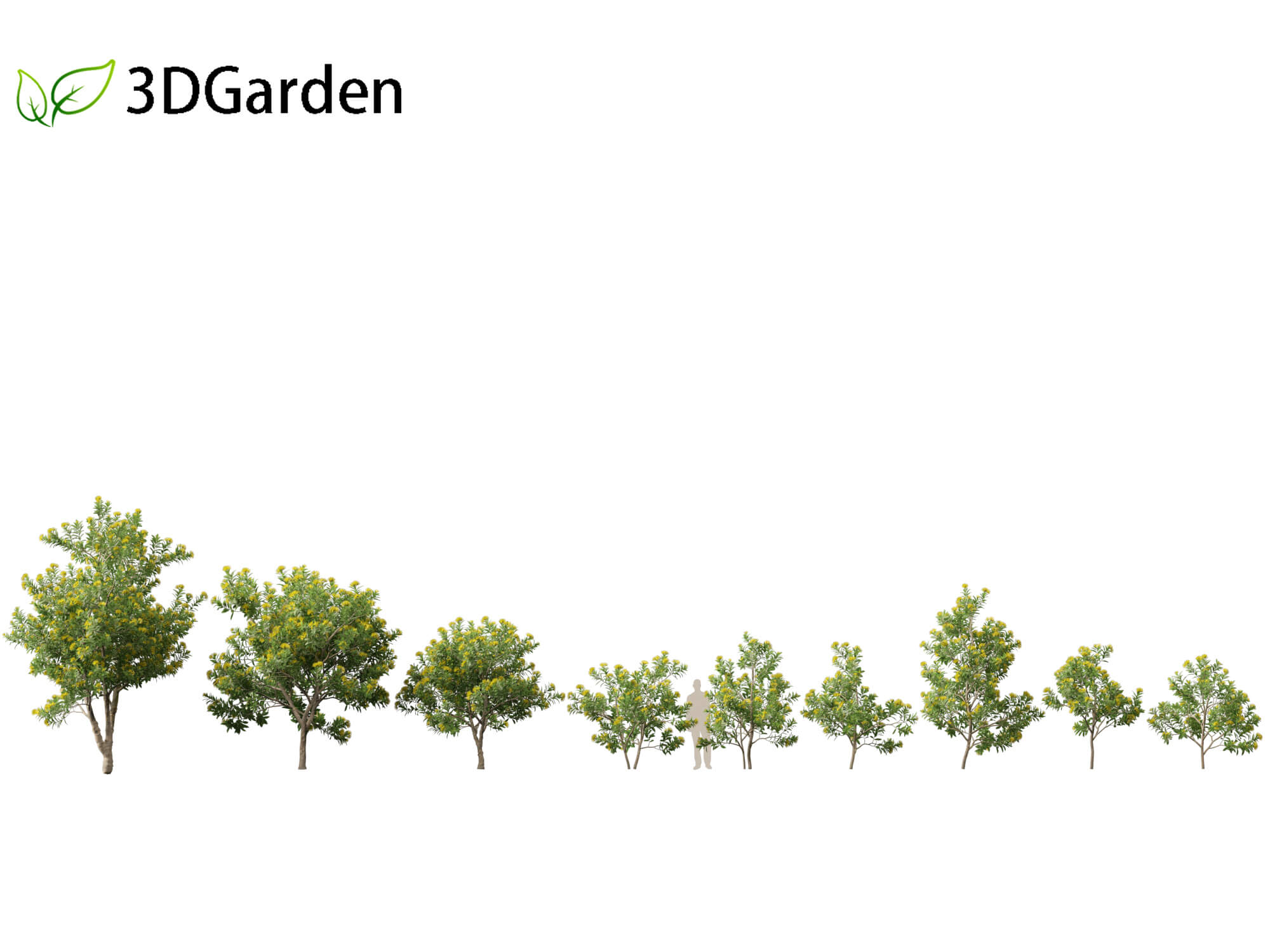 Xanthostemon Chrysanthus – Golden Penda - 3D Model by 3dgardenplants