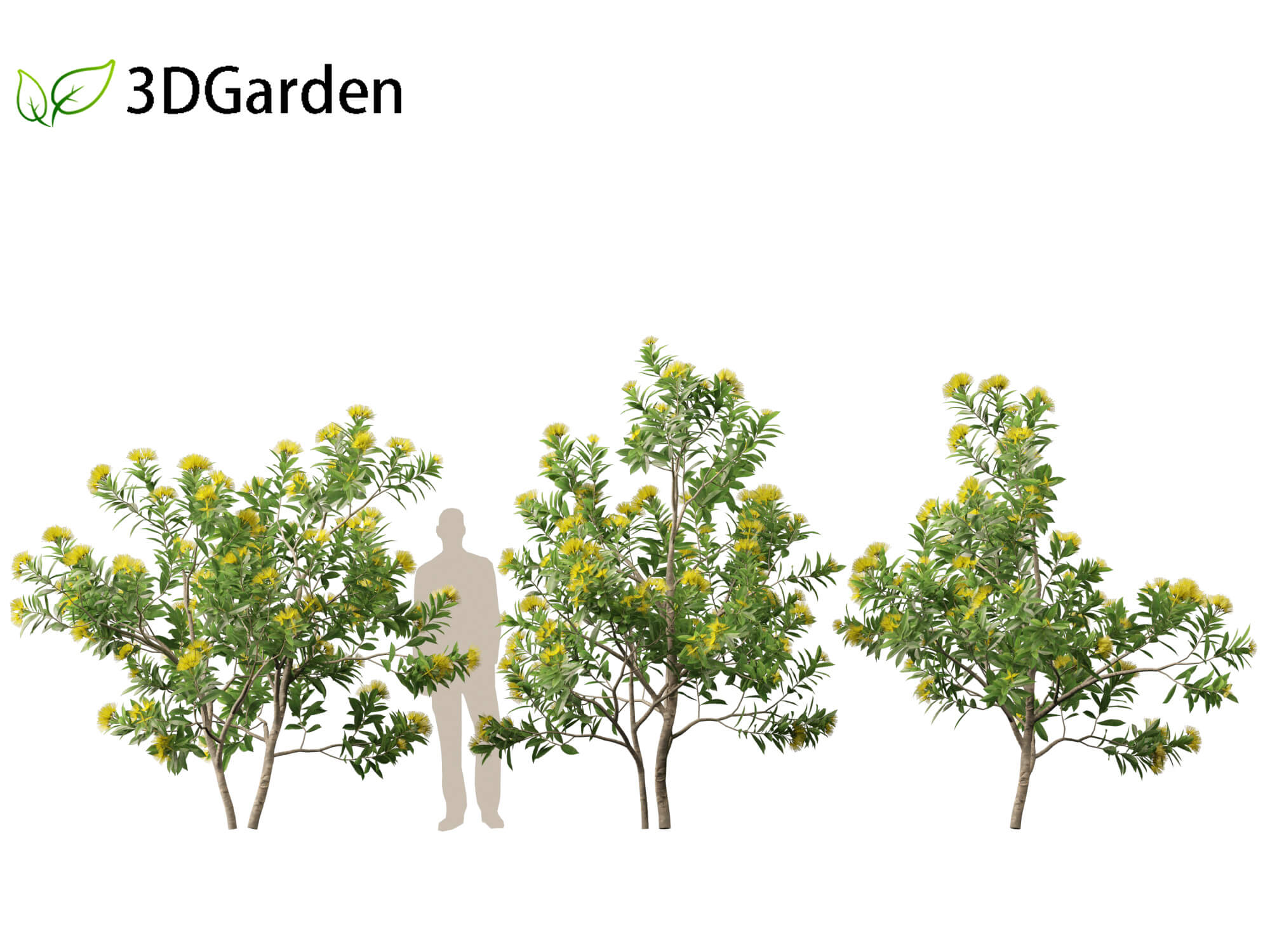 Xanthostemon Chrysanthus – Golden Penda - 3D Model by 3dgardenplants