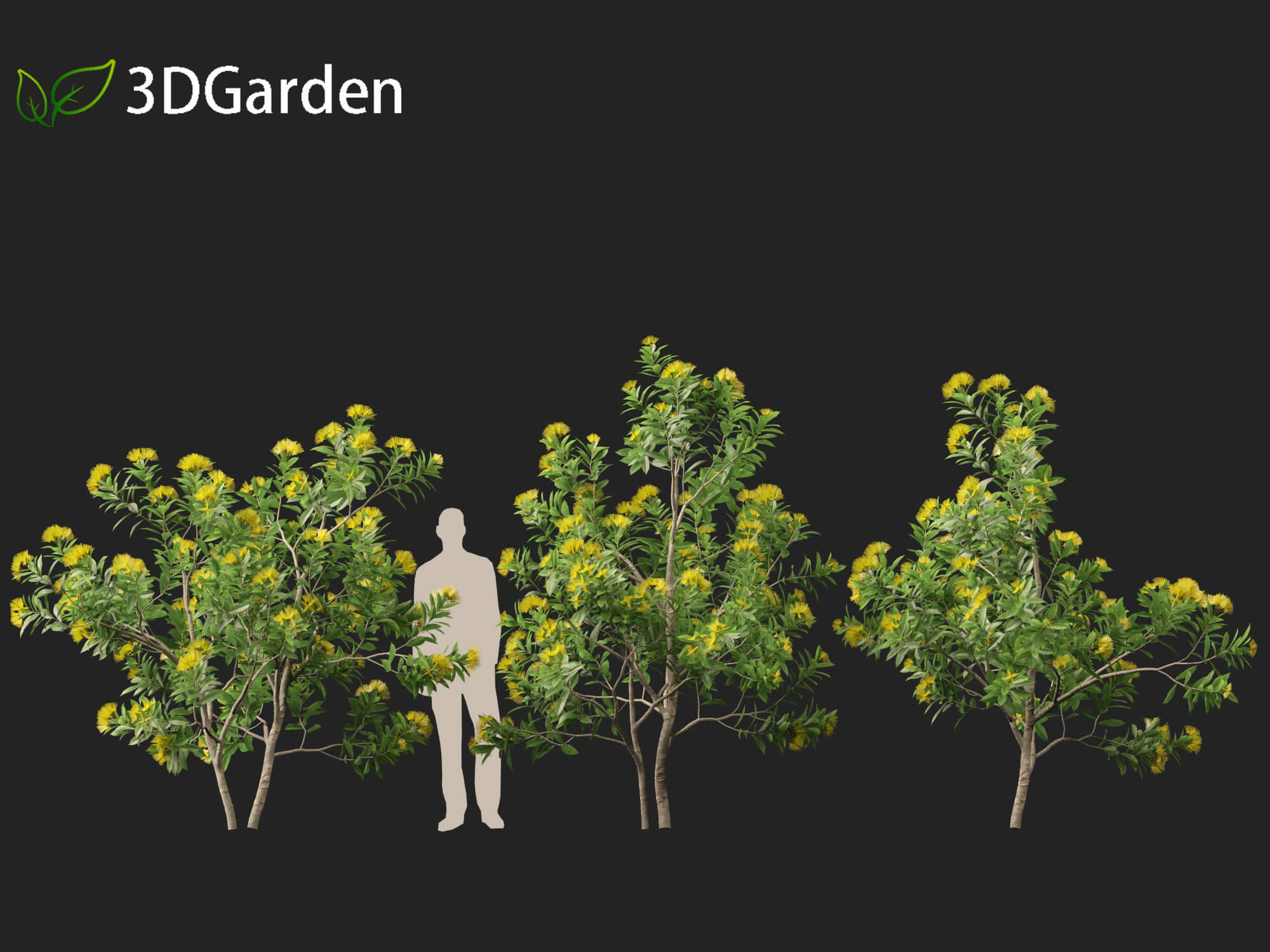 Xanthostemon Chrysanthus – Golden Penda - 3D Model by 3dgardenplants