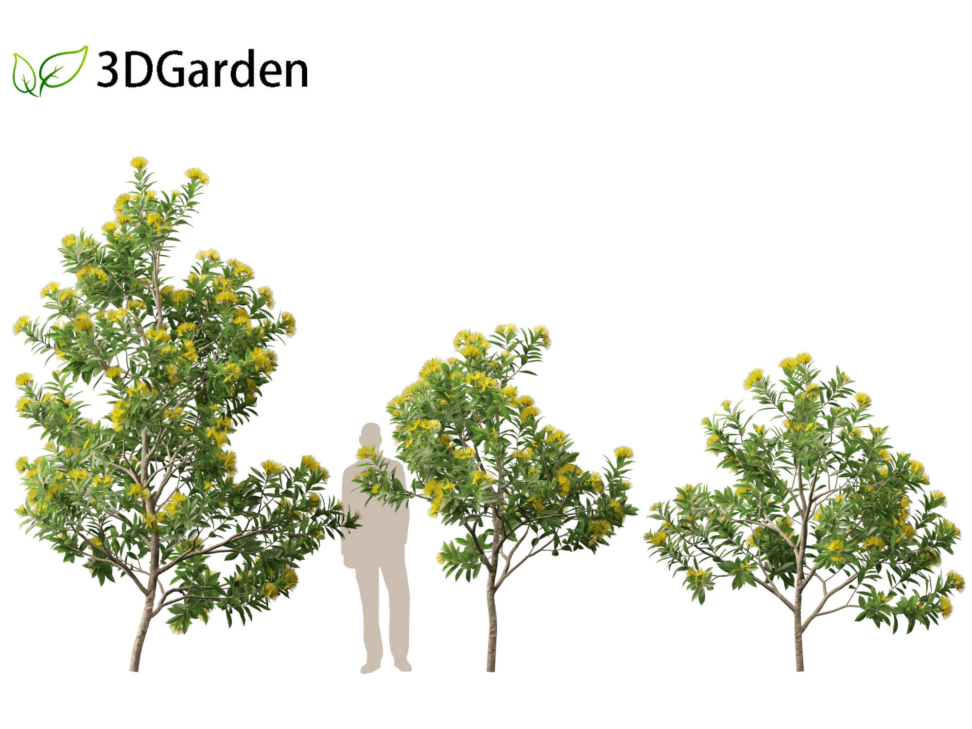 Xanthostemon Chrysanthus – Golden Penda - 3D Model by 3dgardenplants