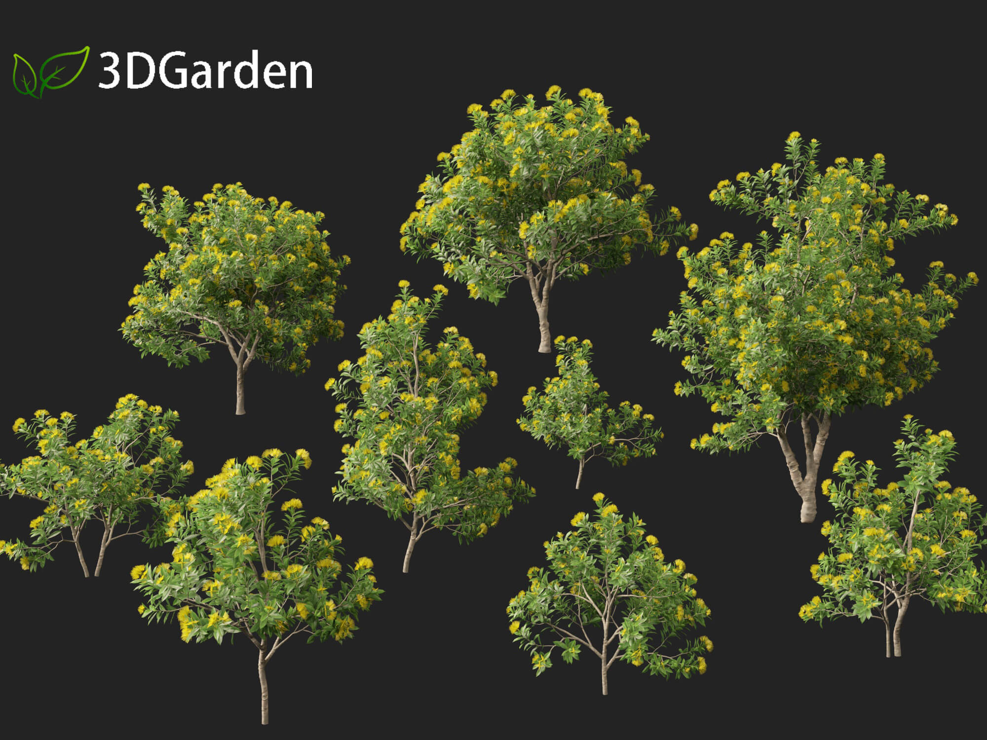 Xanthostemon Chrysanthus – Golden Penda - 3D Model by 3dgardenplants