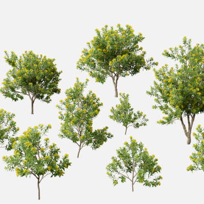 Xanthostemon Chrysanthus – Golden Penda - 3D Model by 3dgardenplants