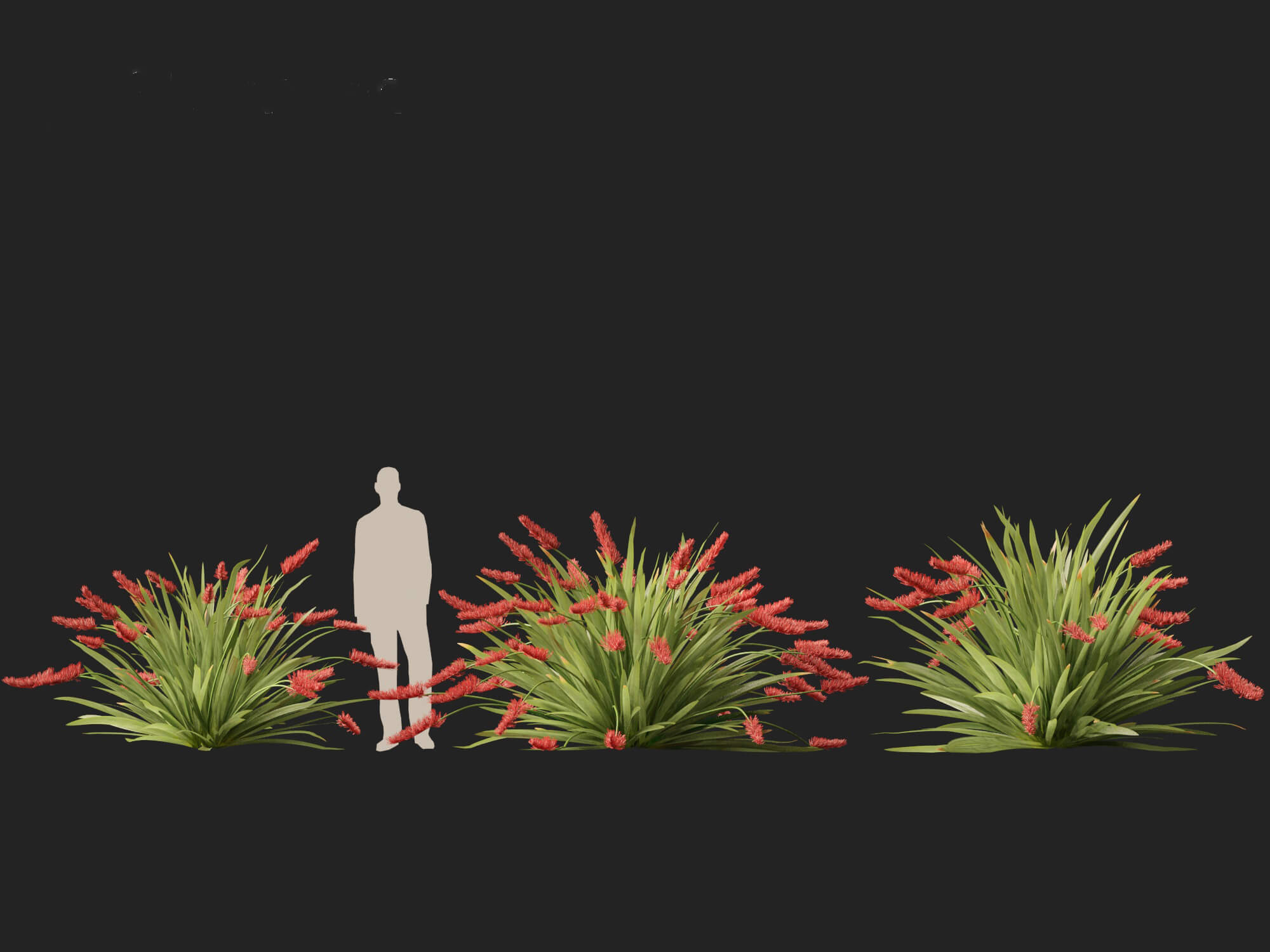 Xeronema Callistemon - Poor Knights Lily 3D Model by 3dgardenplants