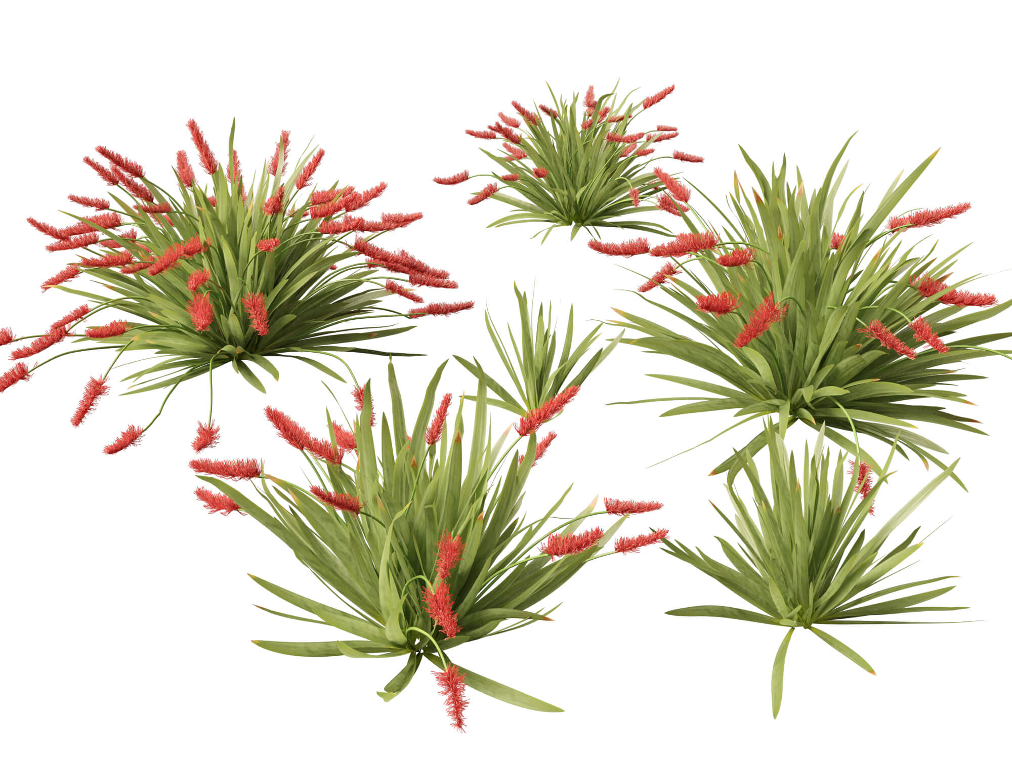 Xeronema Callistemon - Poor Knights Lily 3D Model by 3dgardenplants