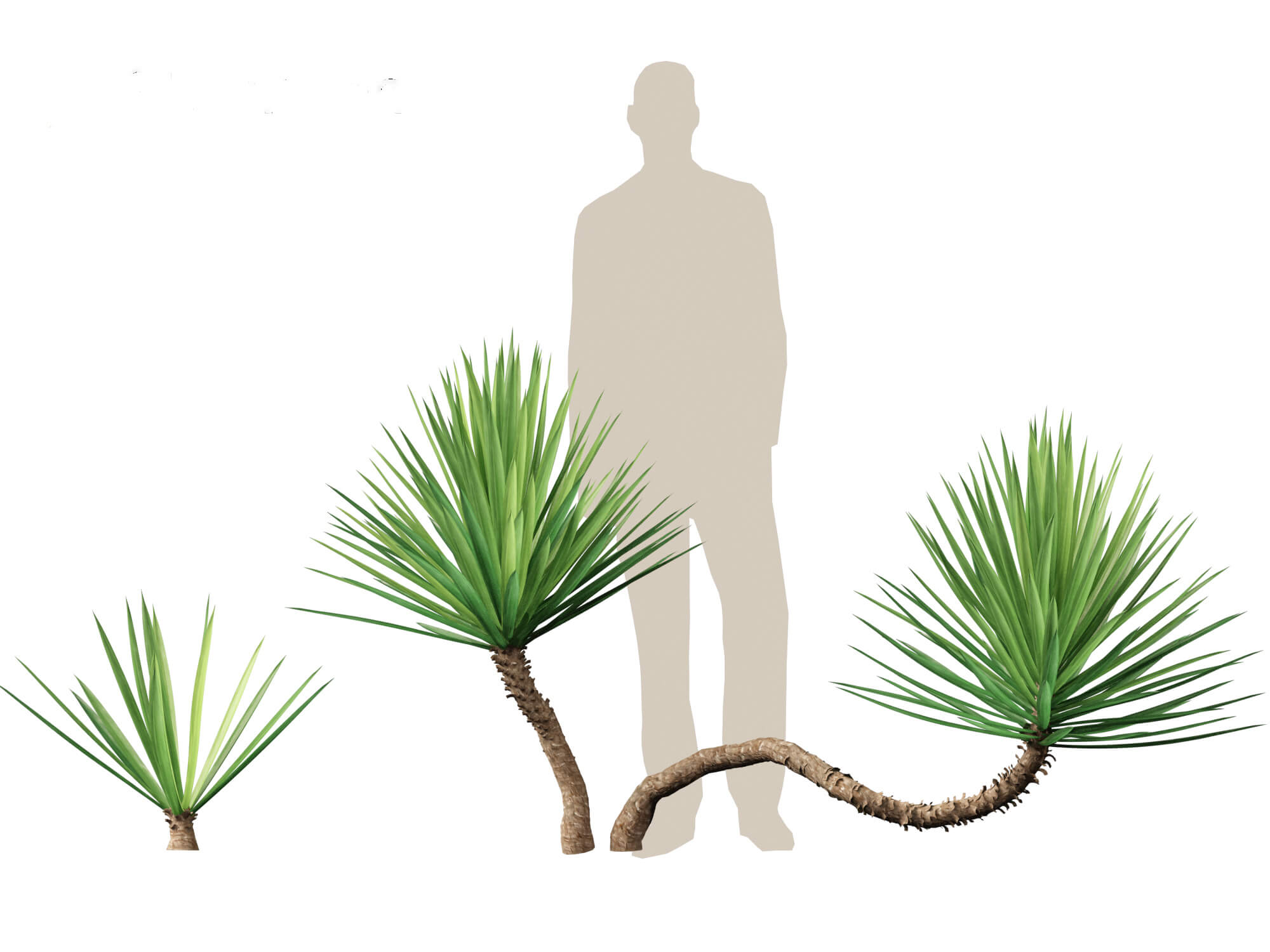 Yucca Aloifolia - Aloe Yucca Dagger Plant 01 3D Model by 3dgardenplants