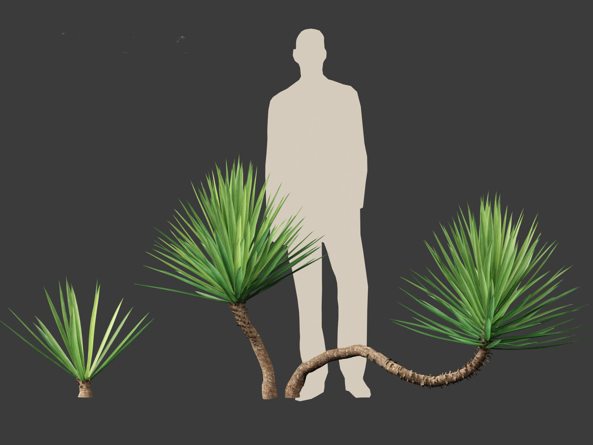 Yucca Aloifolia - Aloe Yucca Dagger Plant 01 3D Model by 3dgardenplants