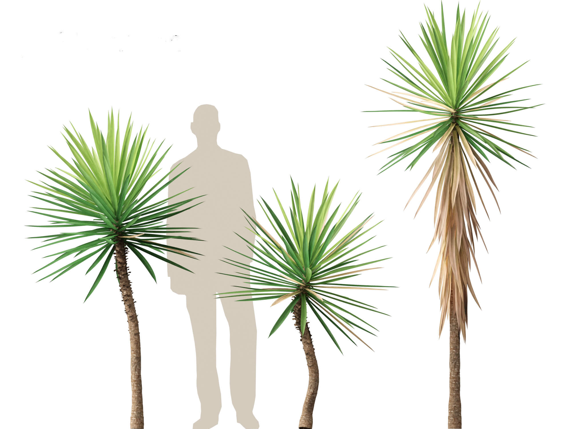 Yucca Aloifolia - Aloe Yucca Dagger Plant 01 3D Model by 3dgardenplants