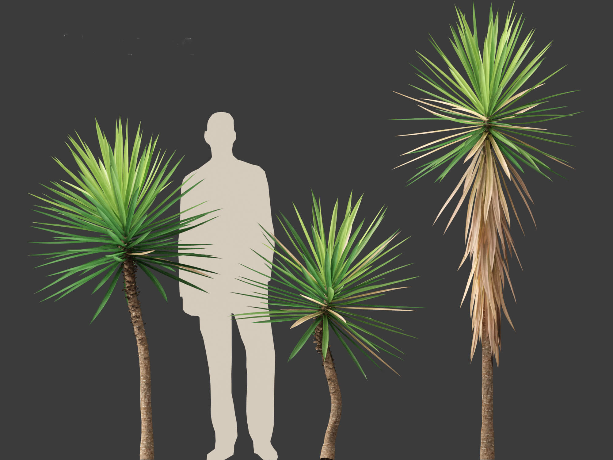 Yucca Aloifolia - Aloe Yucca Dagger Plant 01 3D Model by 3dgardenplants