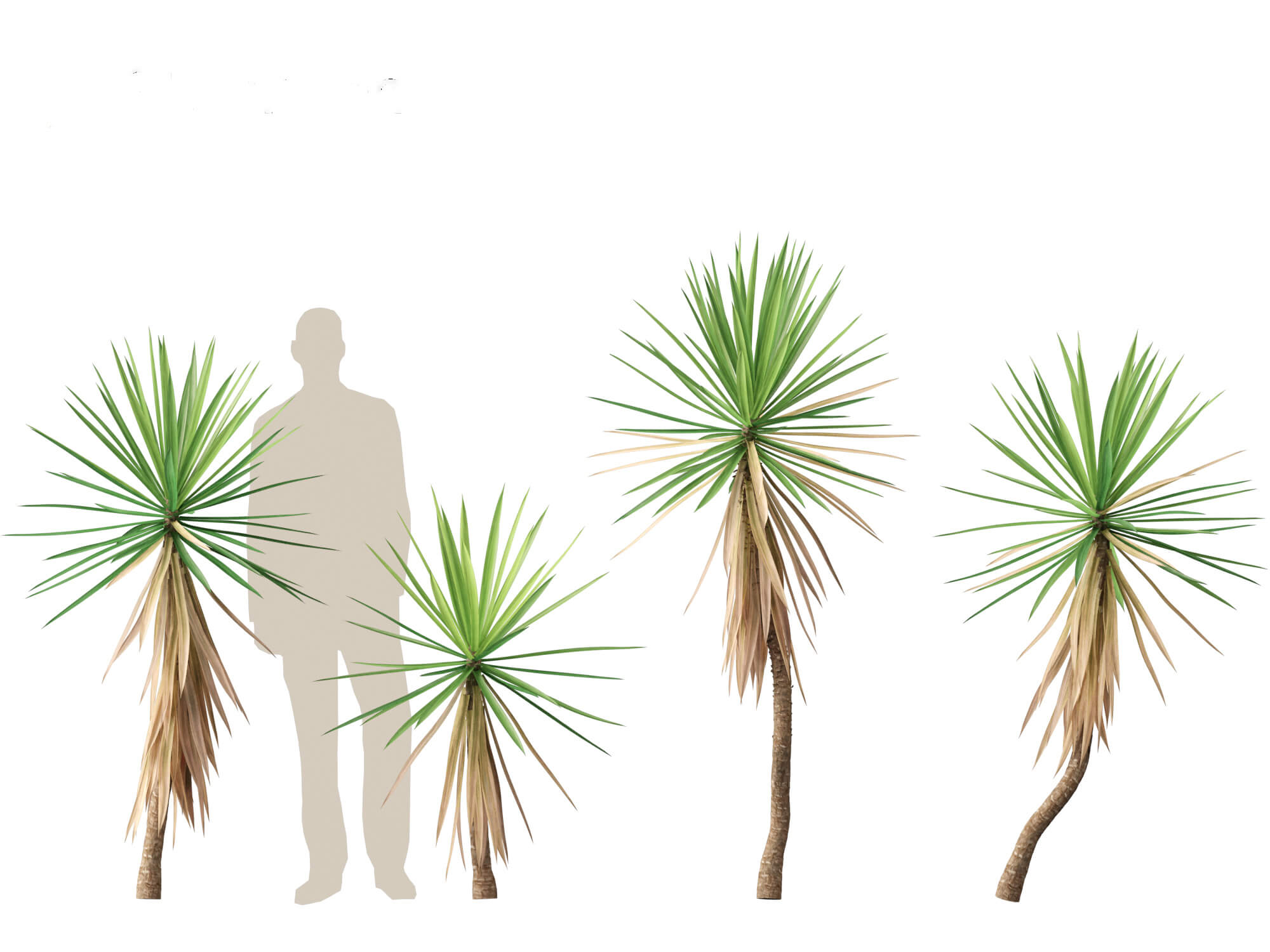 Yucca Aloifolia - Aloe Yucca Dagger Plant 01 3D Model by 3dgardenplants