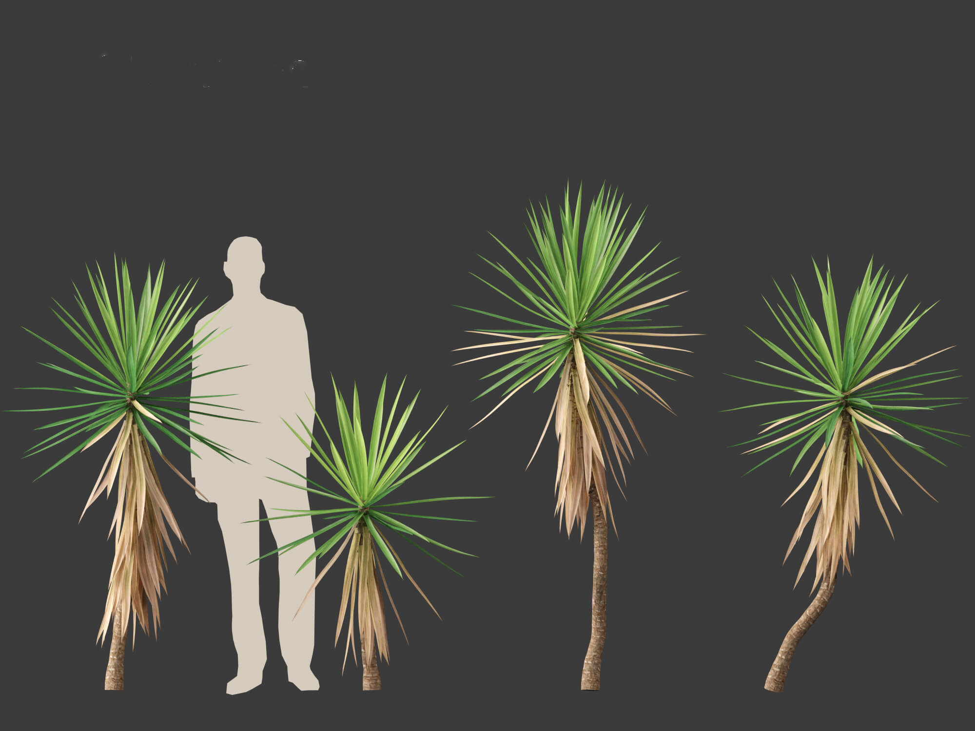 Yucca Aloifolia - Aloe Yucca Dagger Plant 01 3D Model by 3dgardenplants