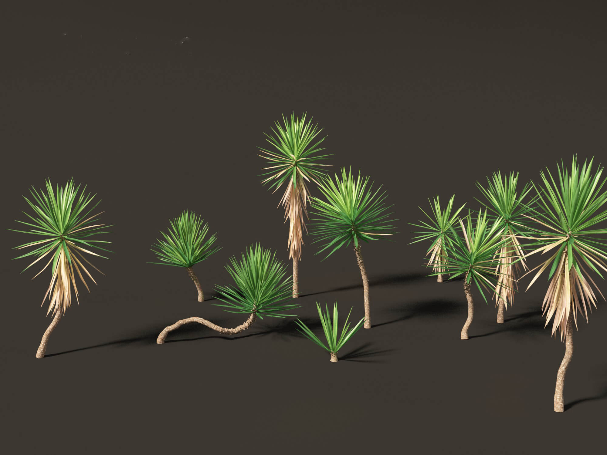 Yucca Aloifolia - Aloe Yucca Dagger Plant 01 3D Model by 3dgardenplants