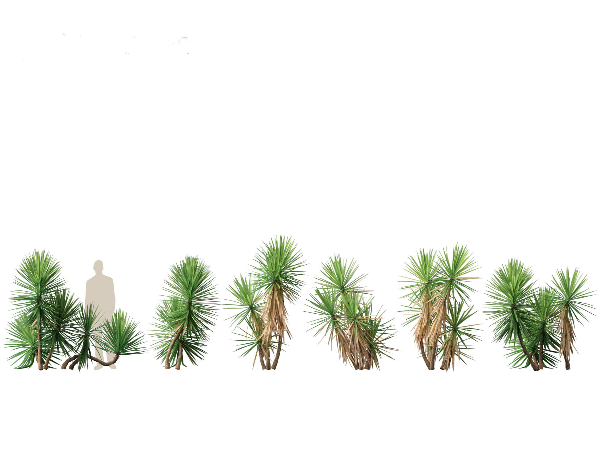 Yucca Aloifolia - Aloe Yucca Dagger Plant 02 3D Model by 3dgardenplants