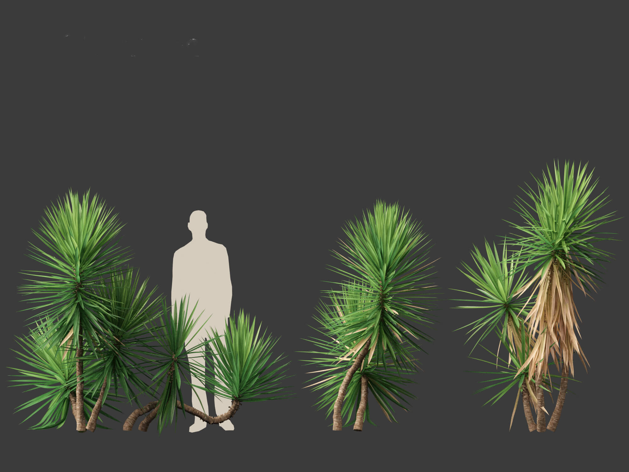 Yucca Aloifolia - Aloe Yucca Dagger Plant 02 3D Model by 3dgardenplants