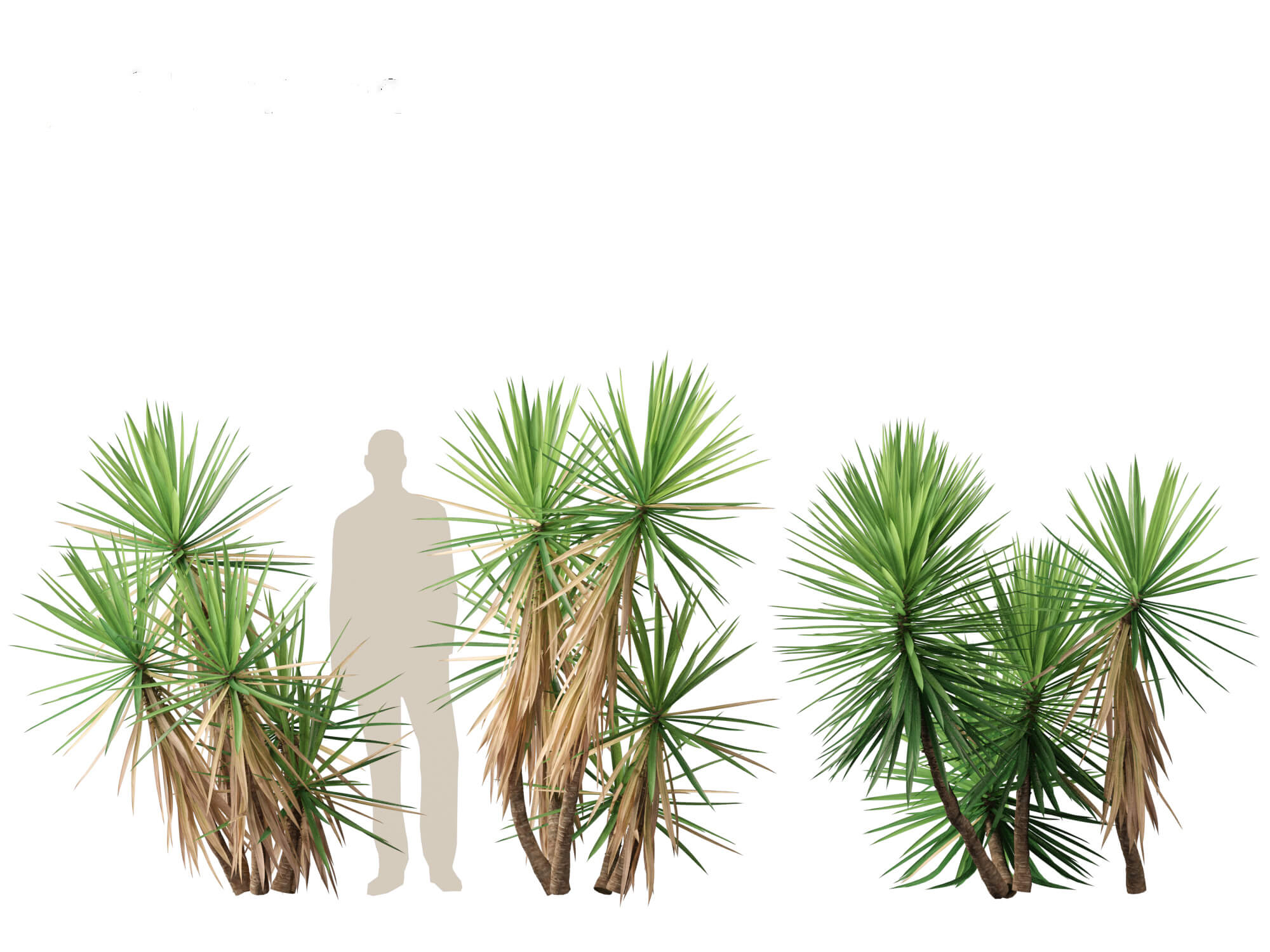 Yucca Aloifolia - Aloe Yucca Dagger Plant 02 3D Model by 3dgardenplants