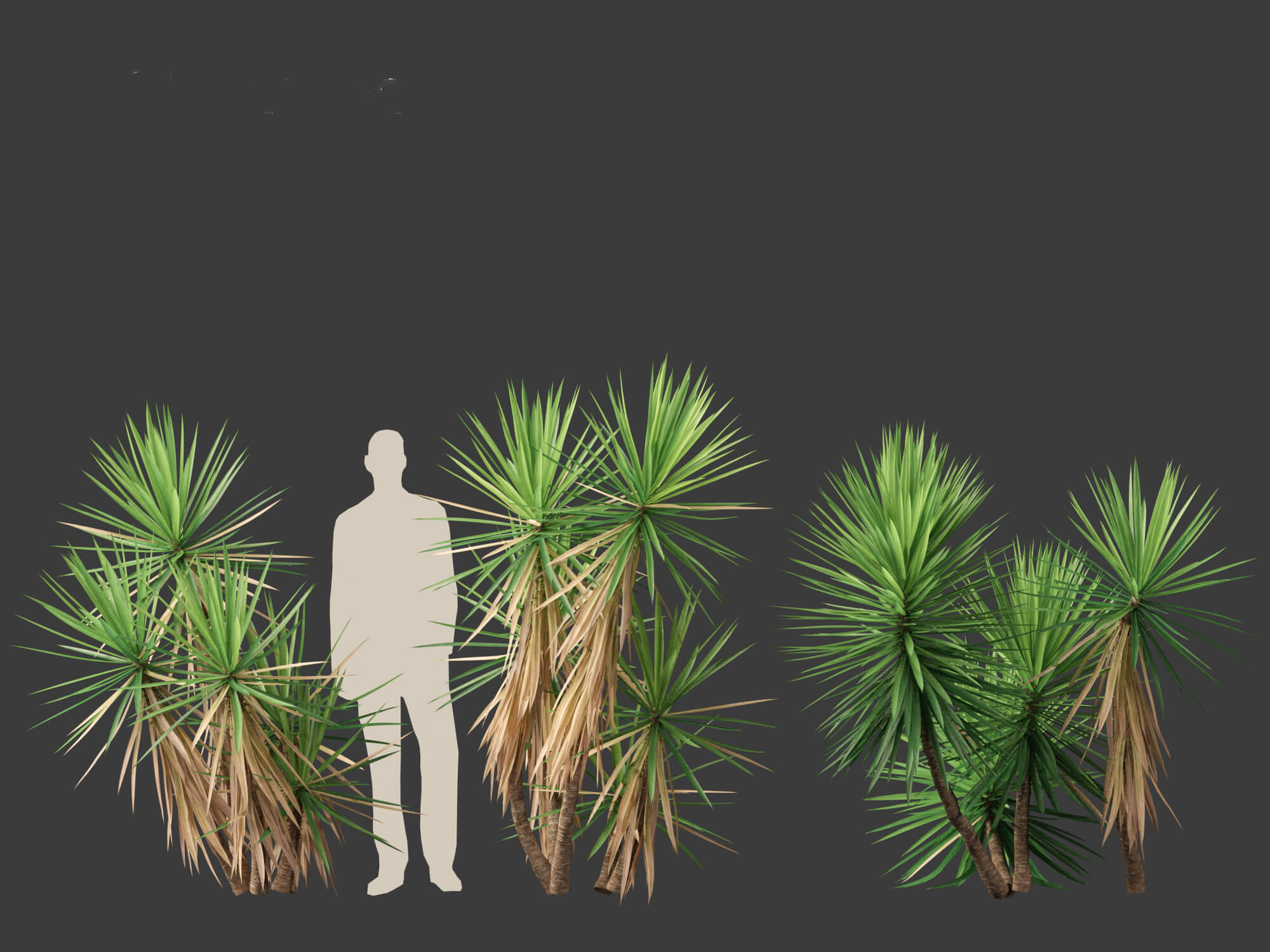 Yucca Aloifolia - Aloe Yucca Dagger Plant 02 3D Model by 3dgardenplants