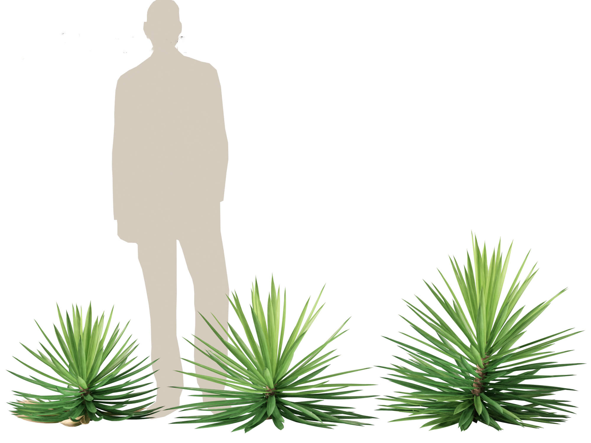 Yucca Aloifolia - Aloe Yucca Dagger Plant 03 3D Model by 3dgardenplants