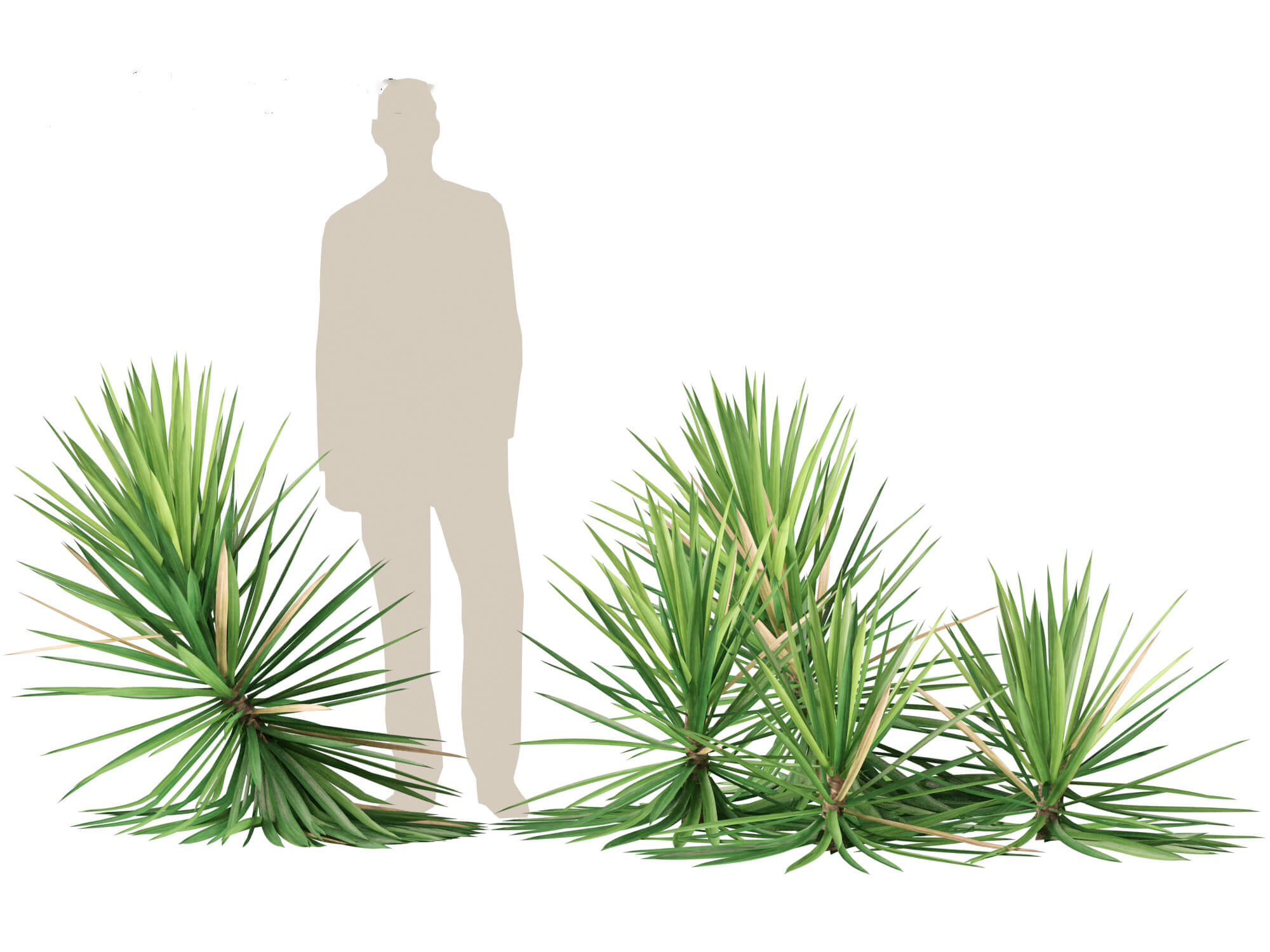 Yucca Aloifolia - Aloe Yucca Dagger Plant 03 3D Model by 3dgardenplants