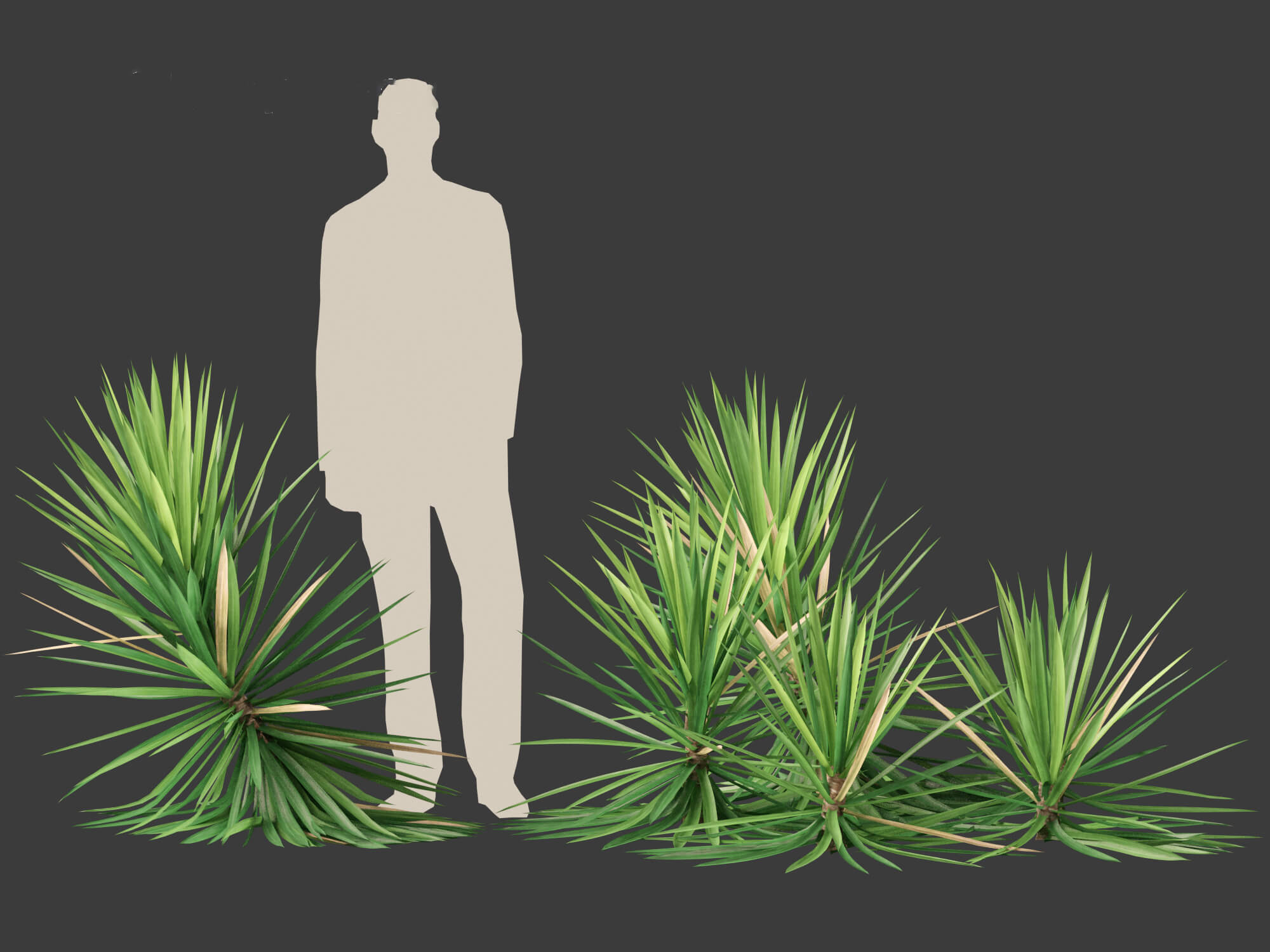 Yucca Aloifolia - Aloe Yucca Dagger Plant 03 3D Model by 3dgardenplants