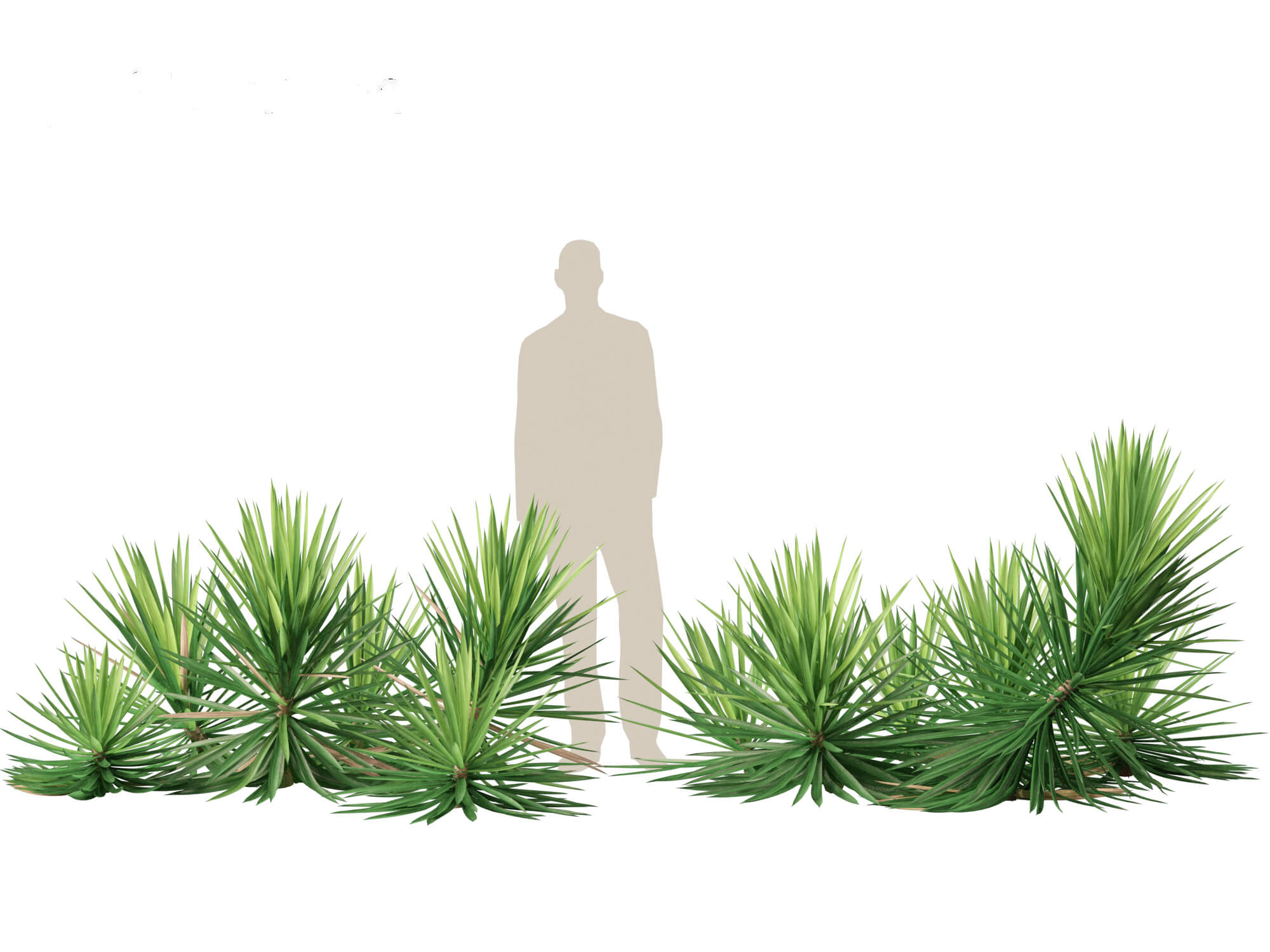 Yucca Aloifolia - Aloe Yucca Dagger Plant 03 3D Model by 3dgardenplants