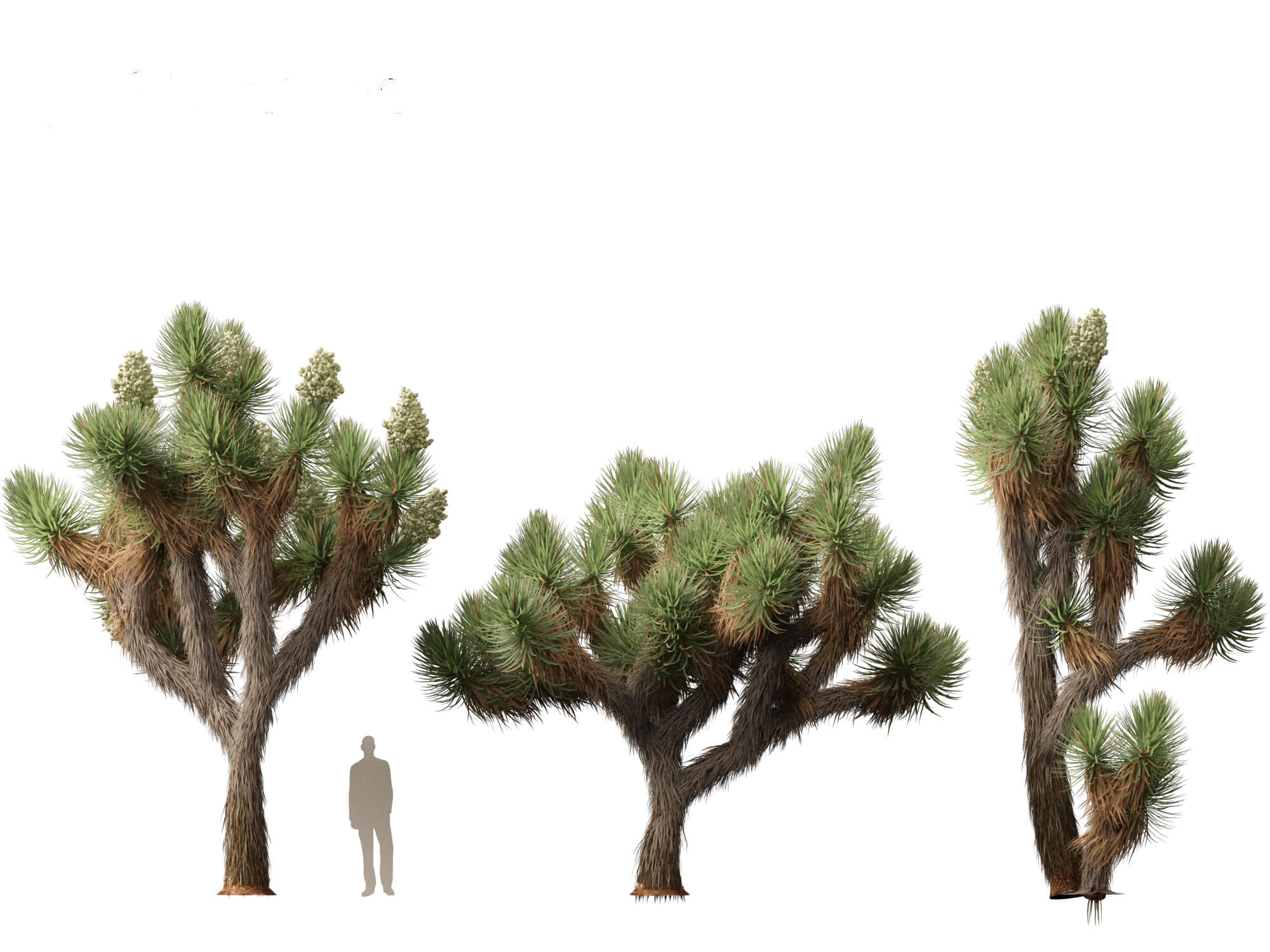 Yucca Brevifolia - Joshua Tree 3D Model by 3dgardenplants