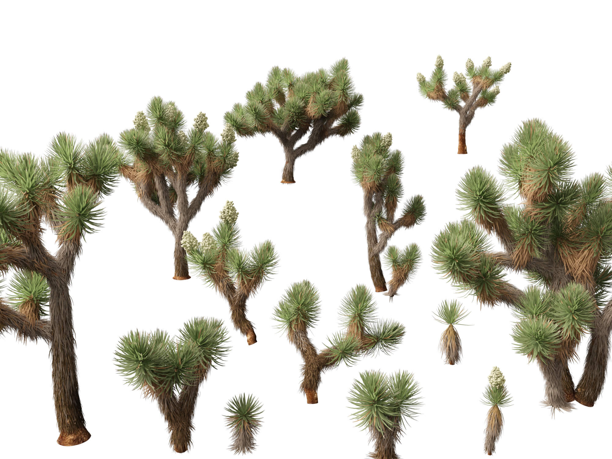 Yucca Brevifolia - Joshua Tree 3D Model by 3dgardenplants