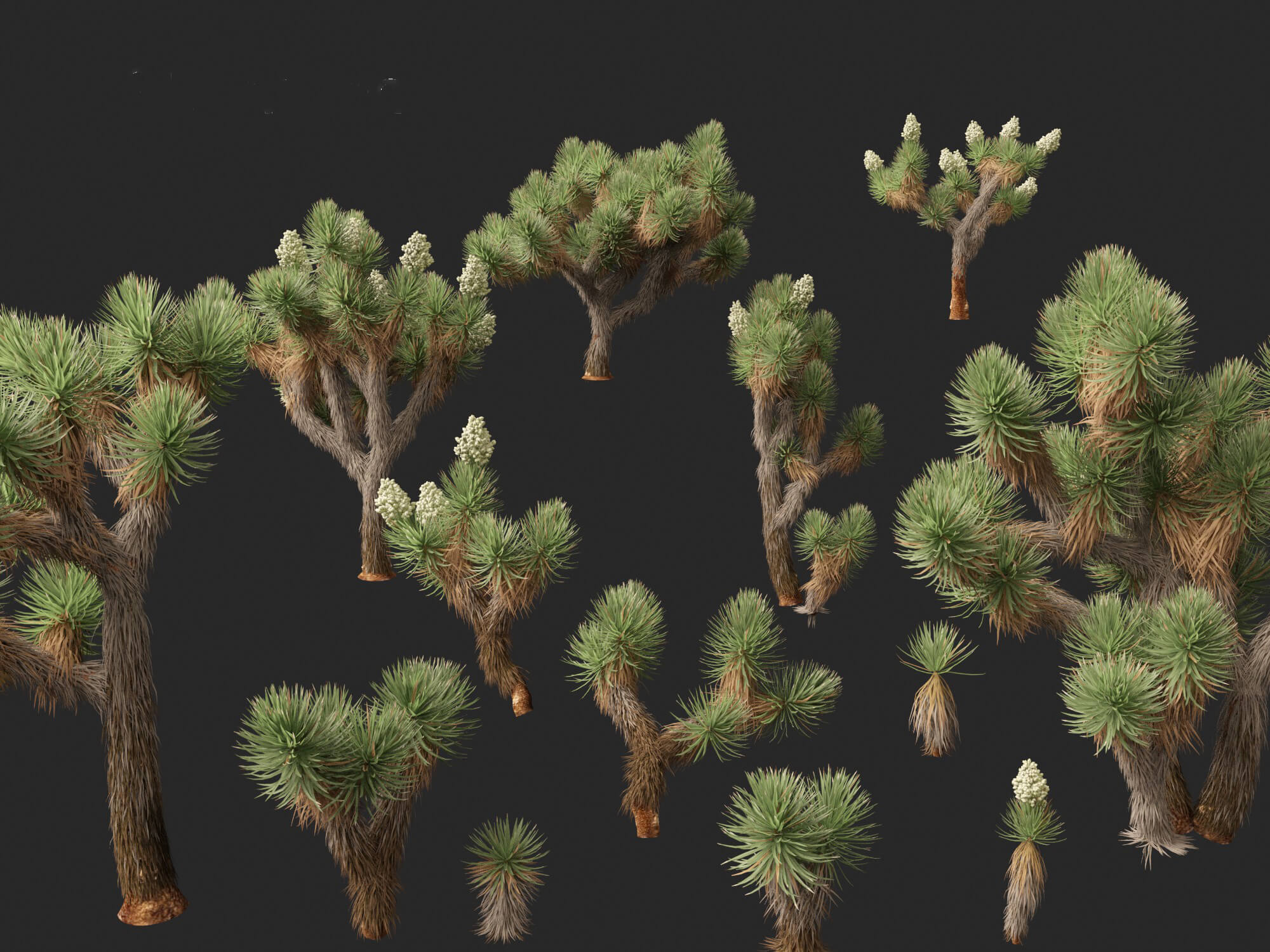 Yucca Brevifolia - Joshua Tree 3D Model by 3dgardenplants