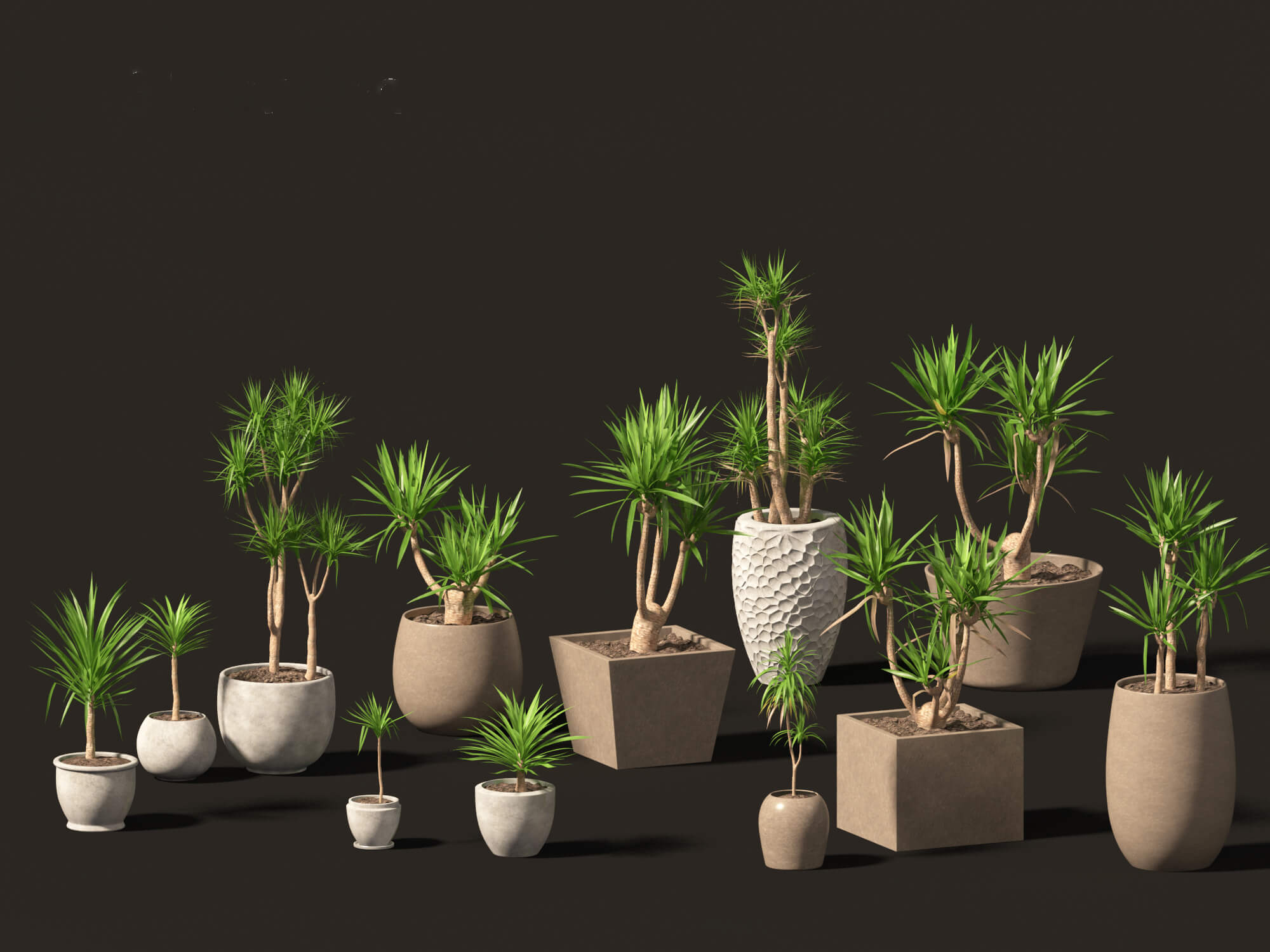 Yucca Elephantipes - Spineless Yucca 3D Model by 3dgardenplants