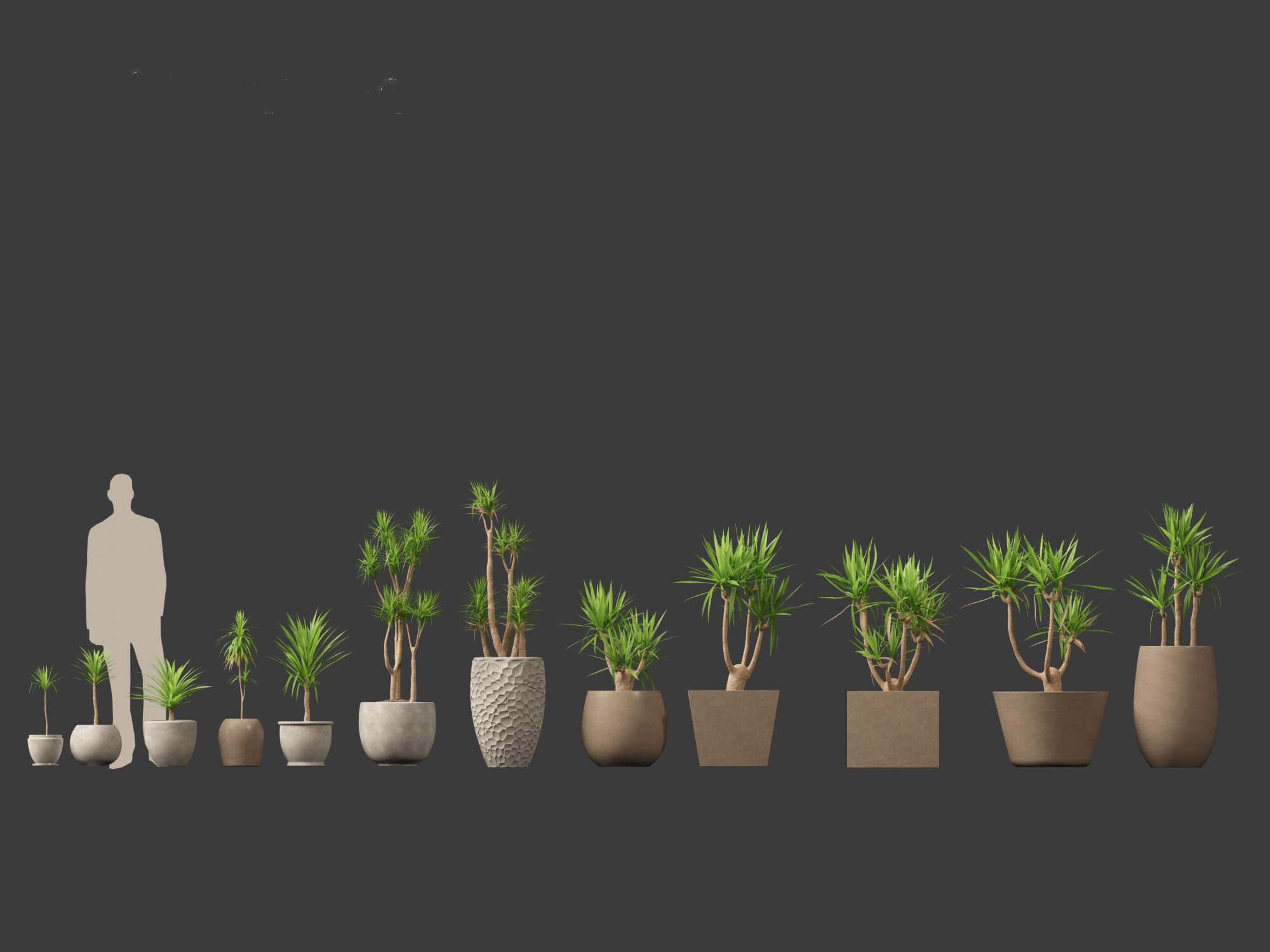 Yucca Elephantipes - Spineless Yucca 3D Model by 3dgardenplants