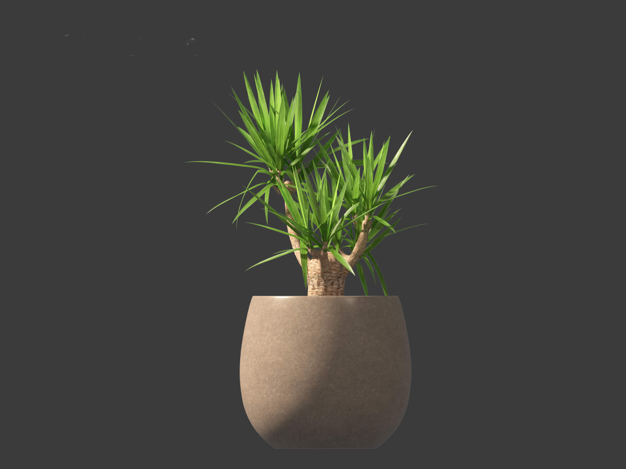 Yucca Elephantipes - Spineless Yucca 3D Model by 3dgardenplants