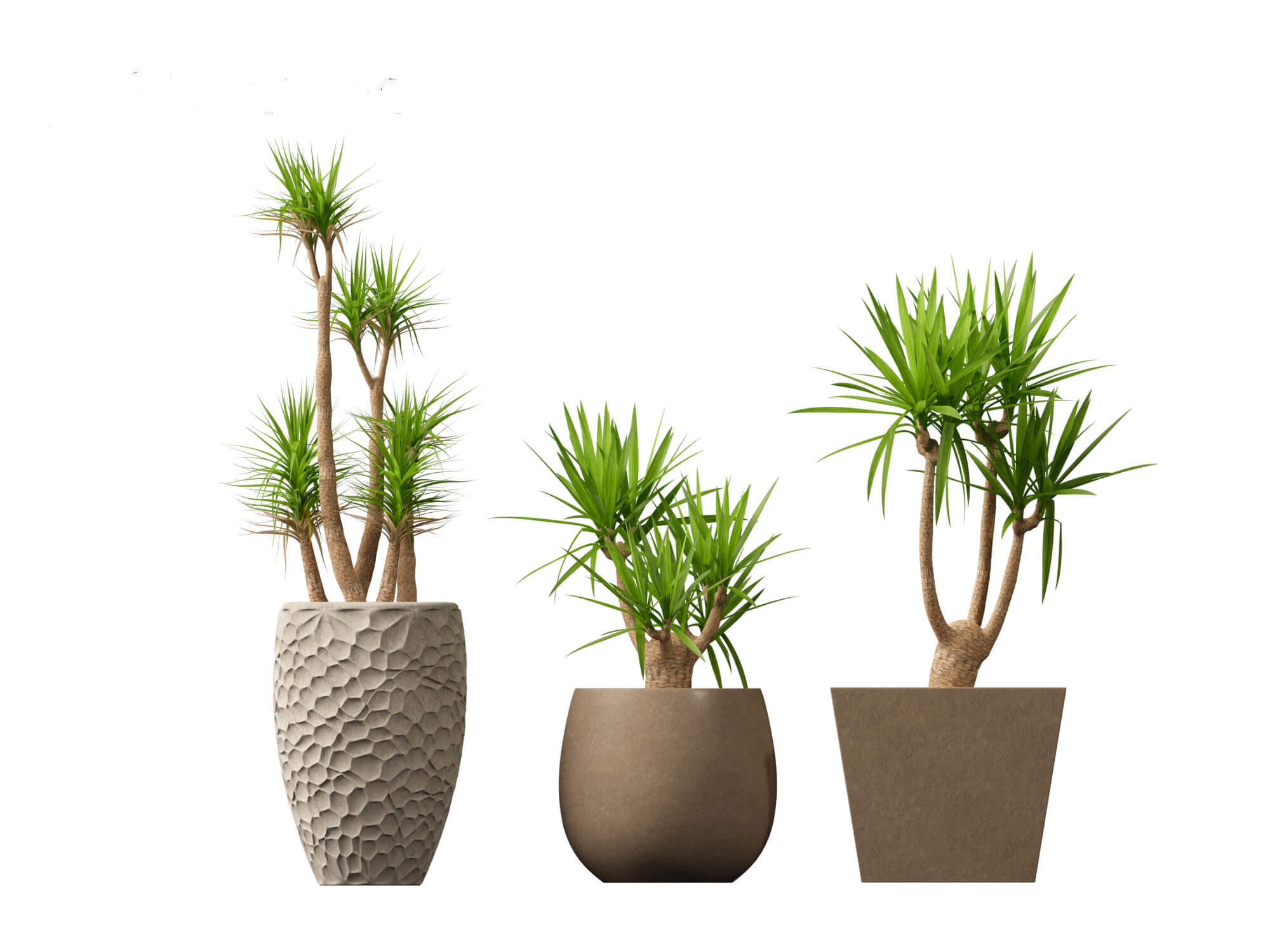 Yucca Elephantipes - Spineless Yucca 3D Model by 3dgardenplants