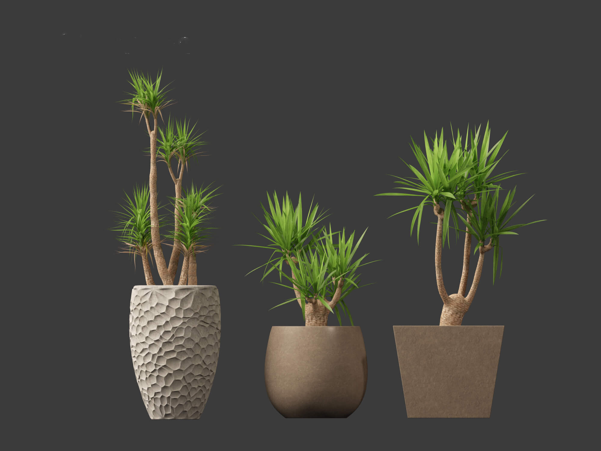 Yucca Elephantipes - Spineless Yucca 3D Model by 3dgardenplants