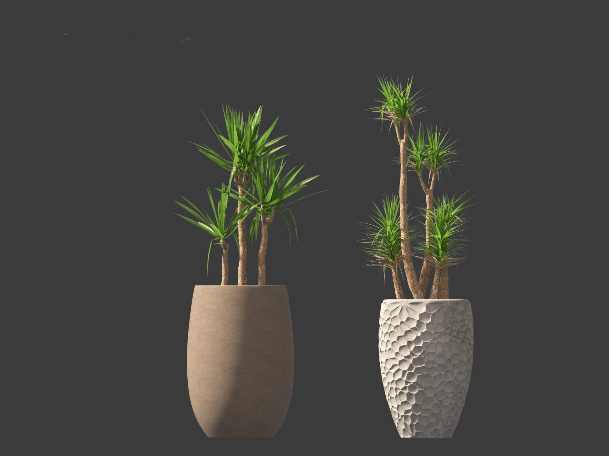 Yucca Elephantipes - Spineless Yucca 3D Model by 3dgardenplants
