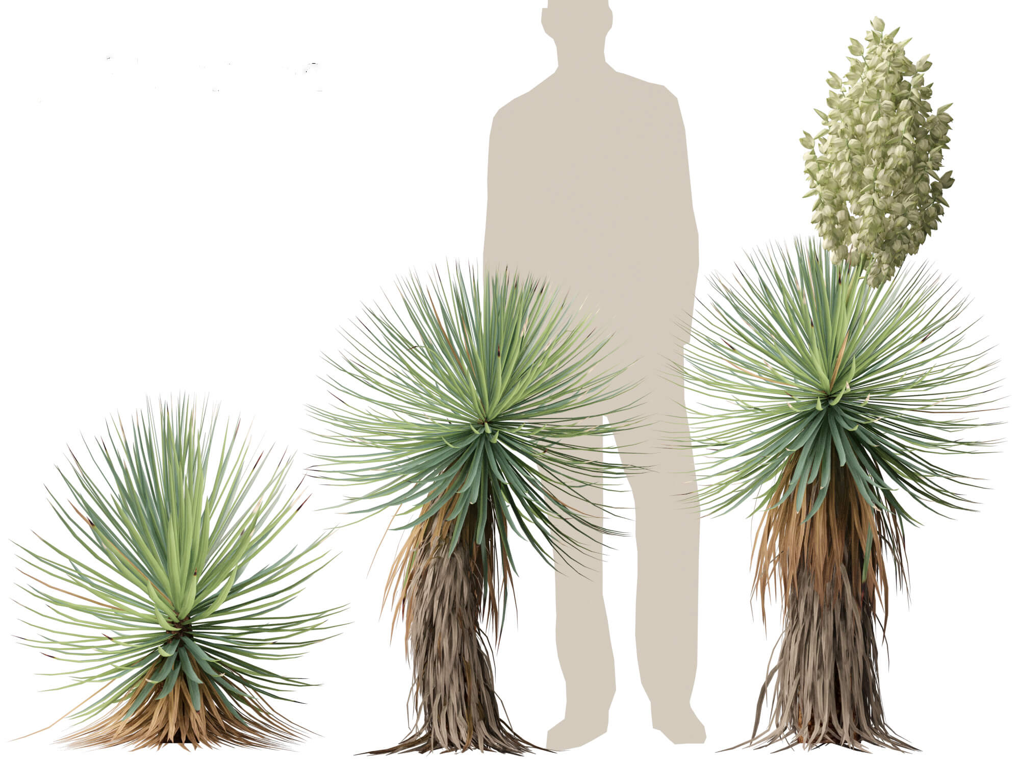 Yucca Thompsoniana - Beaked Yucca 3D Model by 3dgardenplants