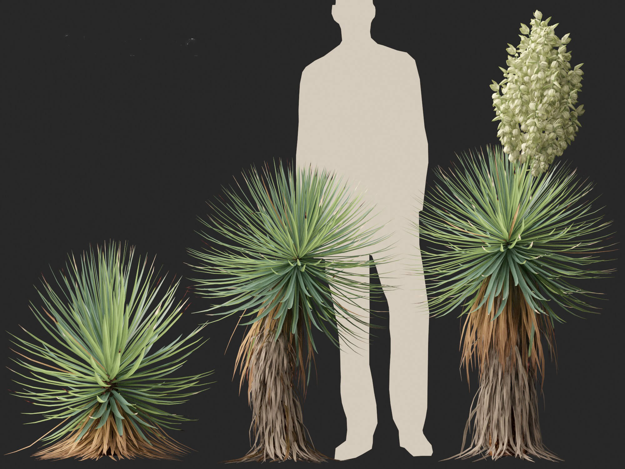 Yucca Thompsoniana - Beaked Yucca 3D Model by 3dgardenplants