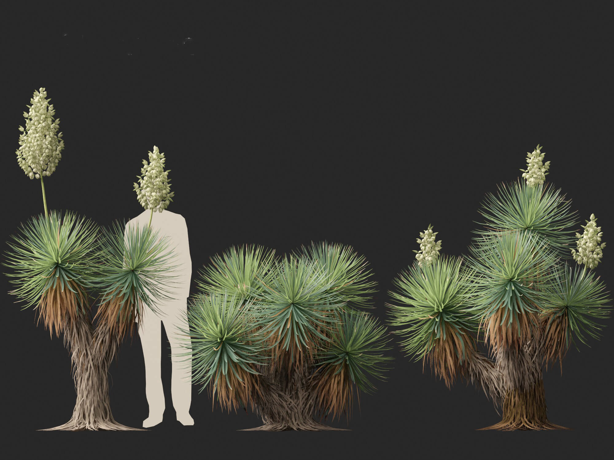 Yucca Thompsoniana - Beaked Yucca 3D Model by 3dgardenplants