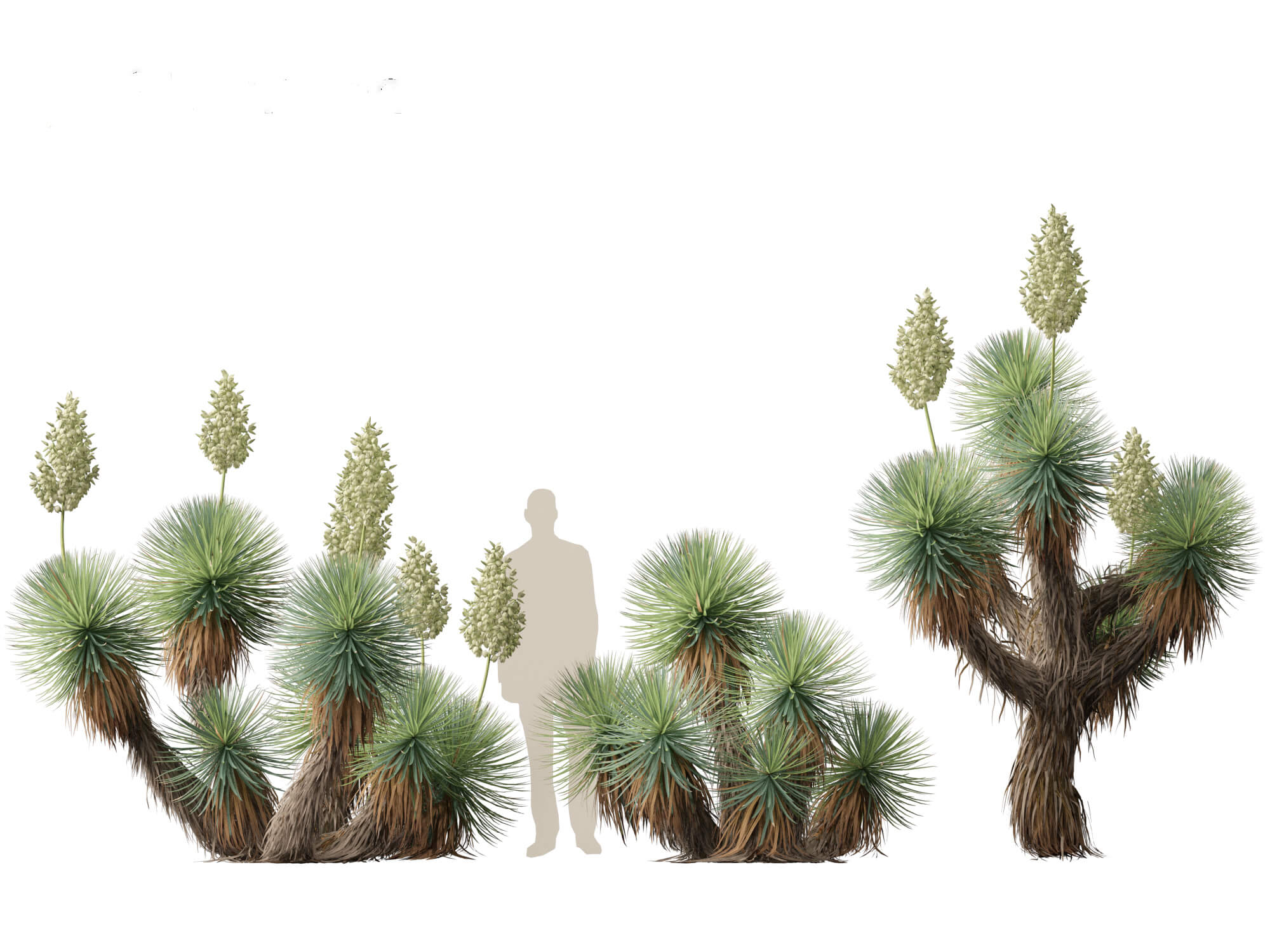 Yucca Thompsoniana - Beaked Yucca 3D Model by 3dgardenplants