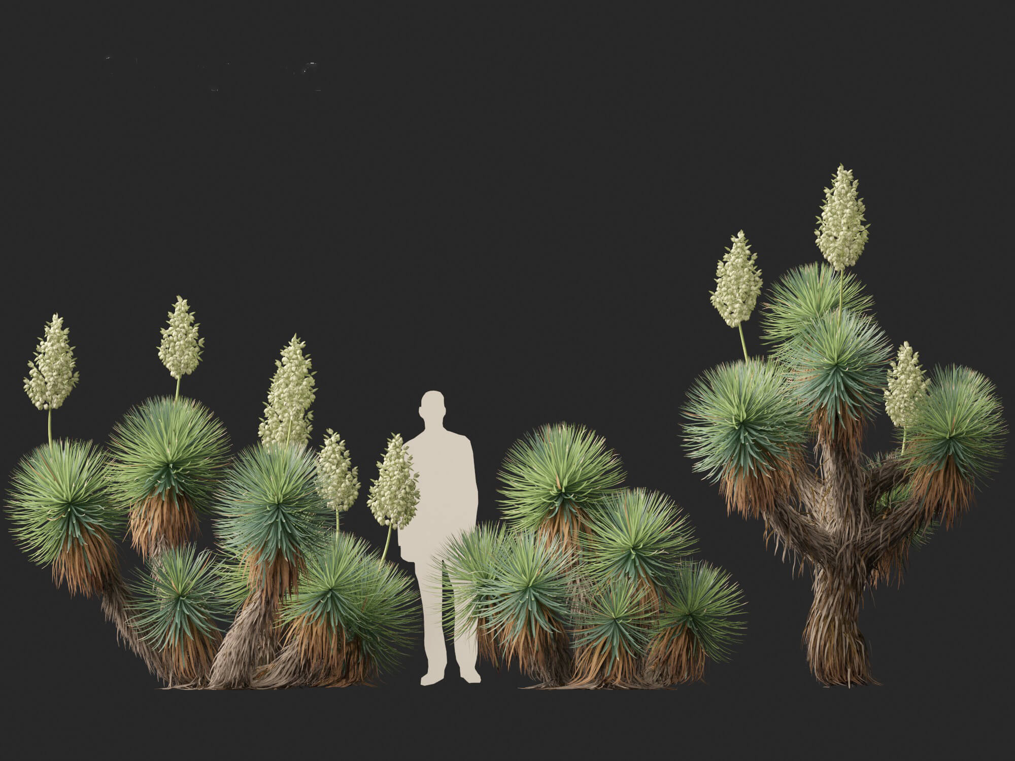 Yucca Thompsoniana - Beaked Yucca 3D Model by 3dgardenplants