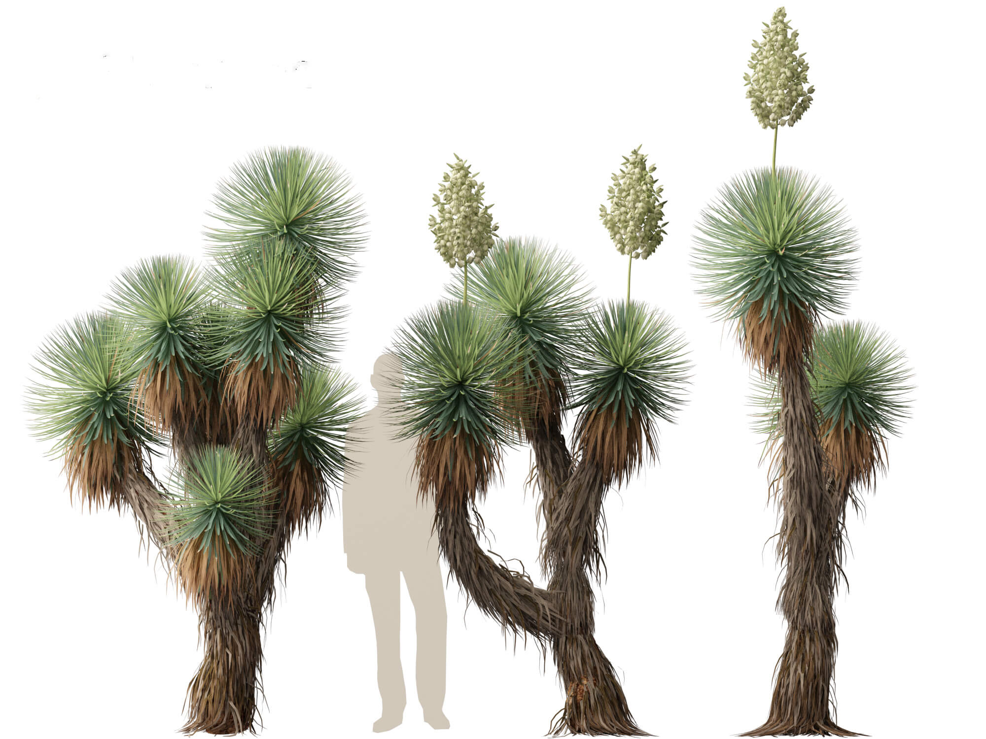 Yucca Thompsoniana - Beaked Yucca 3D Model by 3dgardenplants