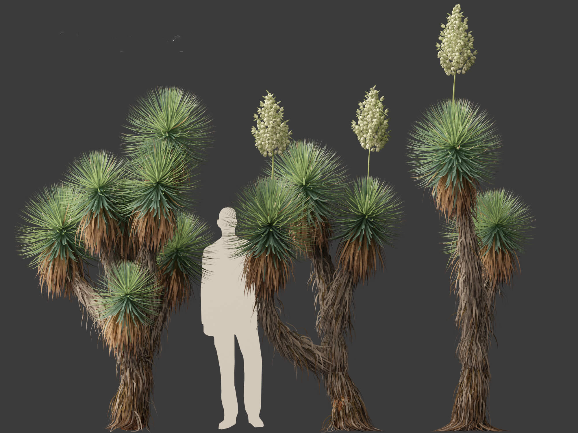 Yucca Thompsoniana - Beaked Yucca 3D Model by 3dgardenplants